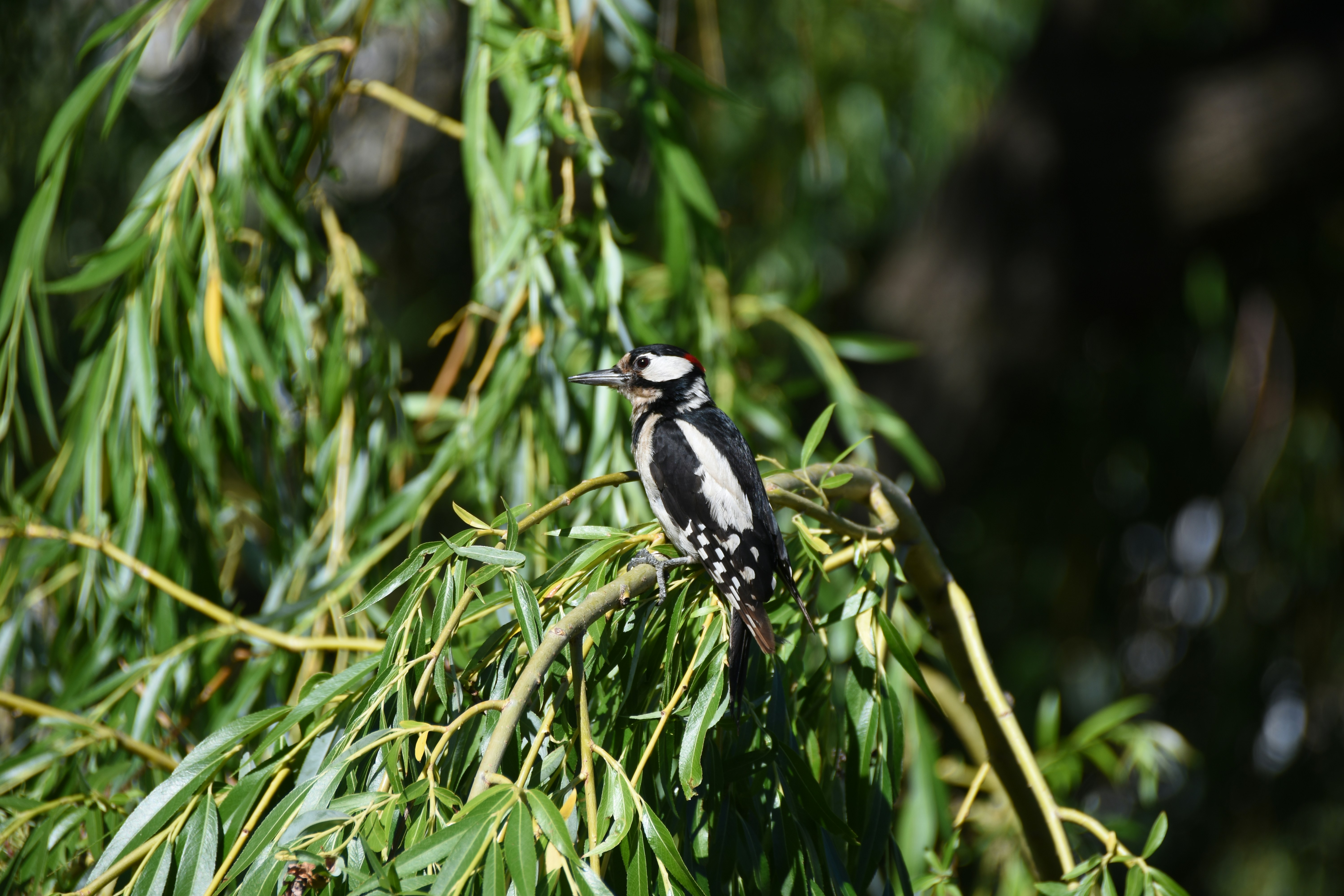 Black-and-White Woodpecker Adrift in Willow Canopy