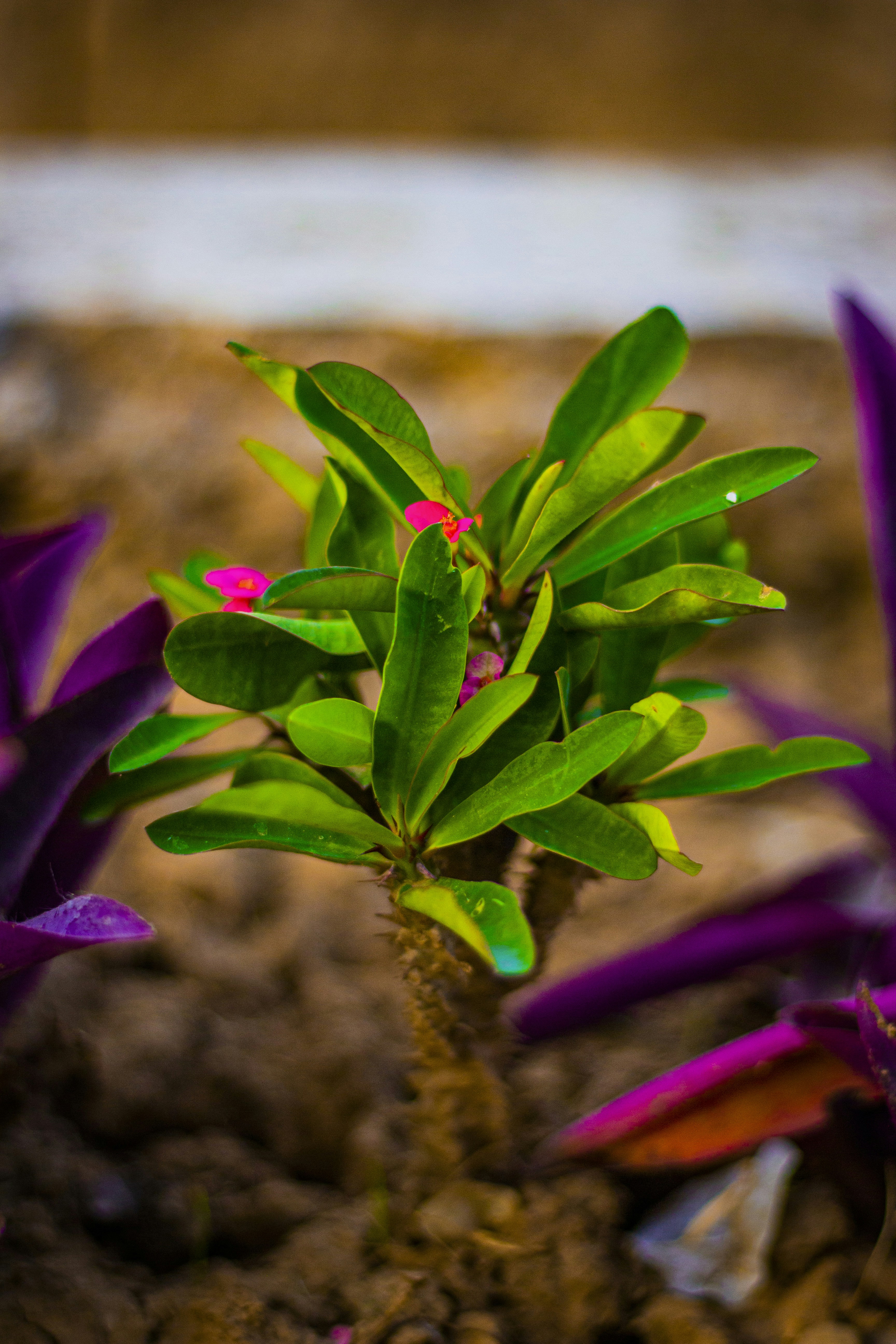 Emerald Leaves with a Tiny Pink Bloom Rising from the Center