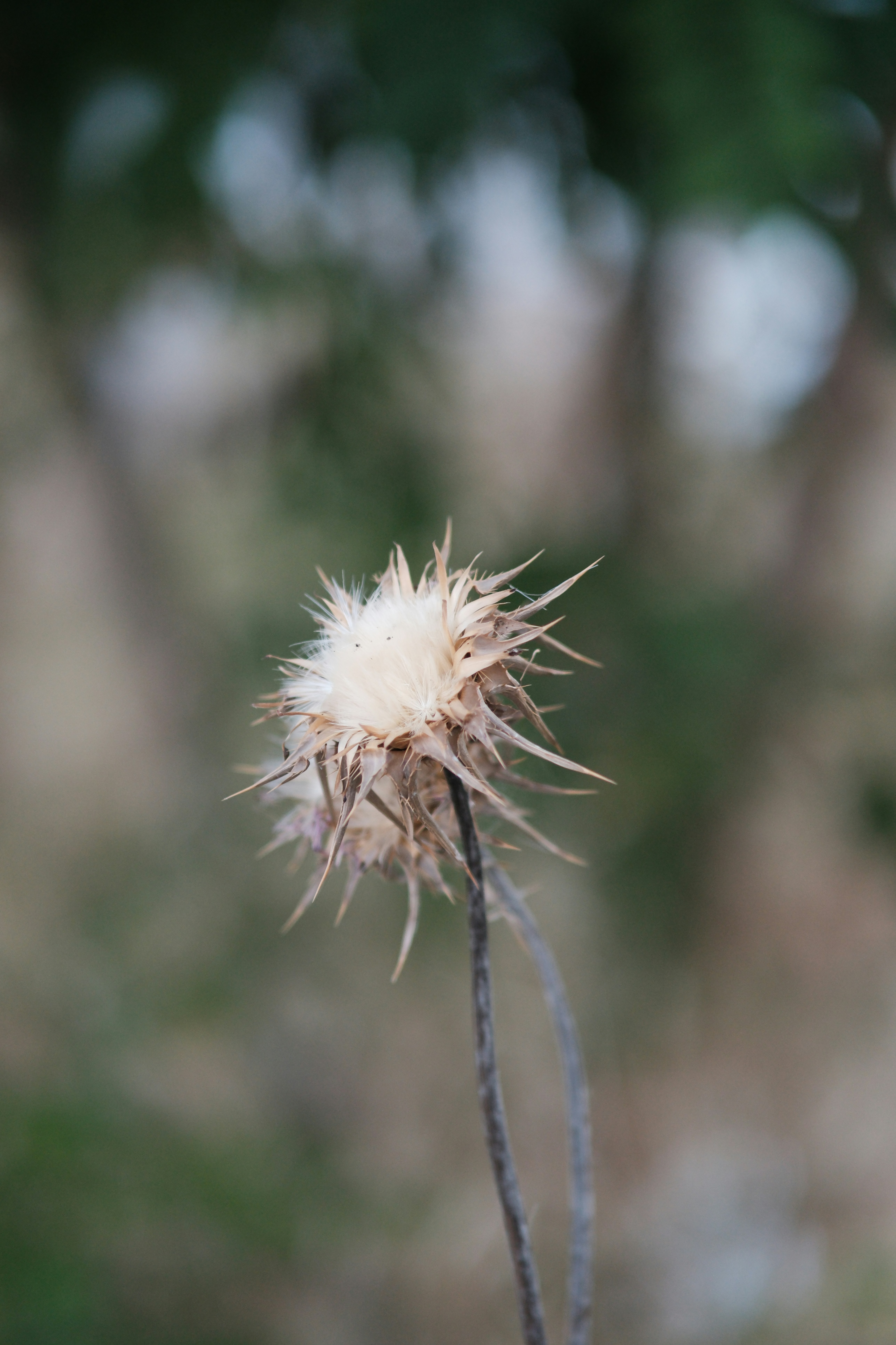Desert Crown: A Seedhead Reaches Toward the Light