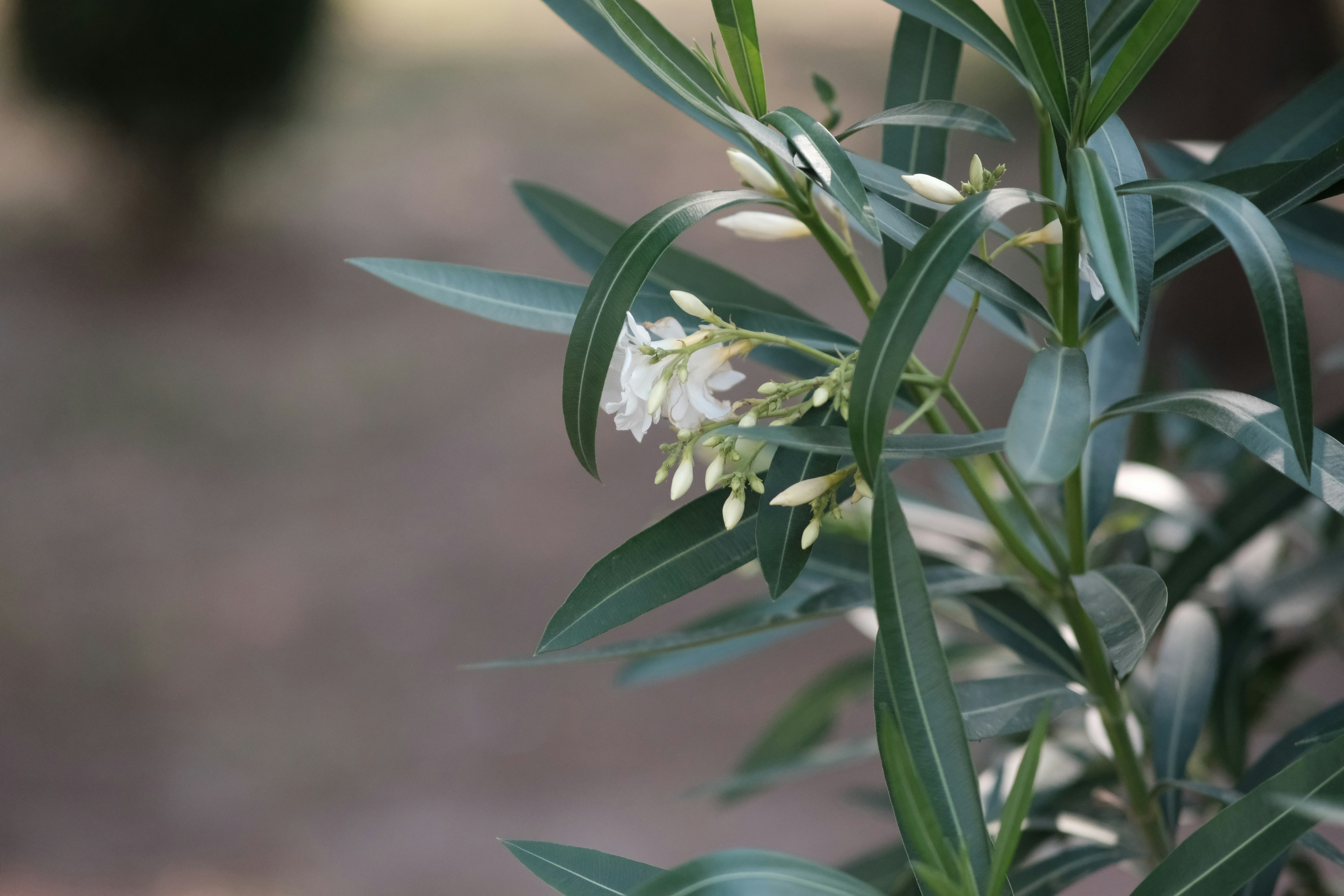 Close-up of Olive Leaves and Subtle Flower Buds with Soft背景