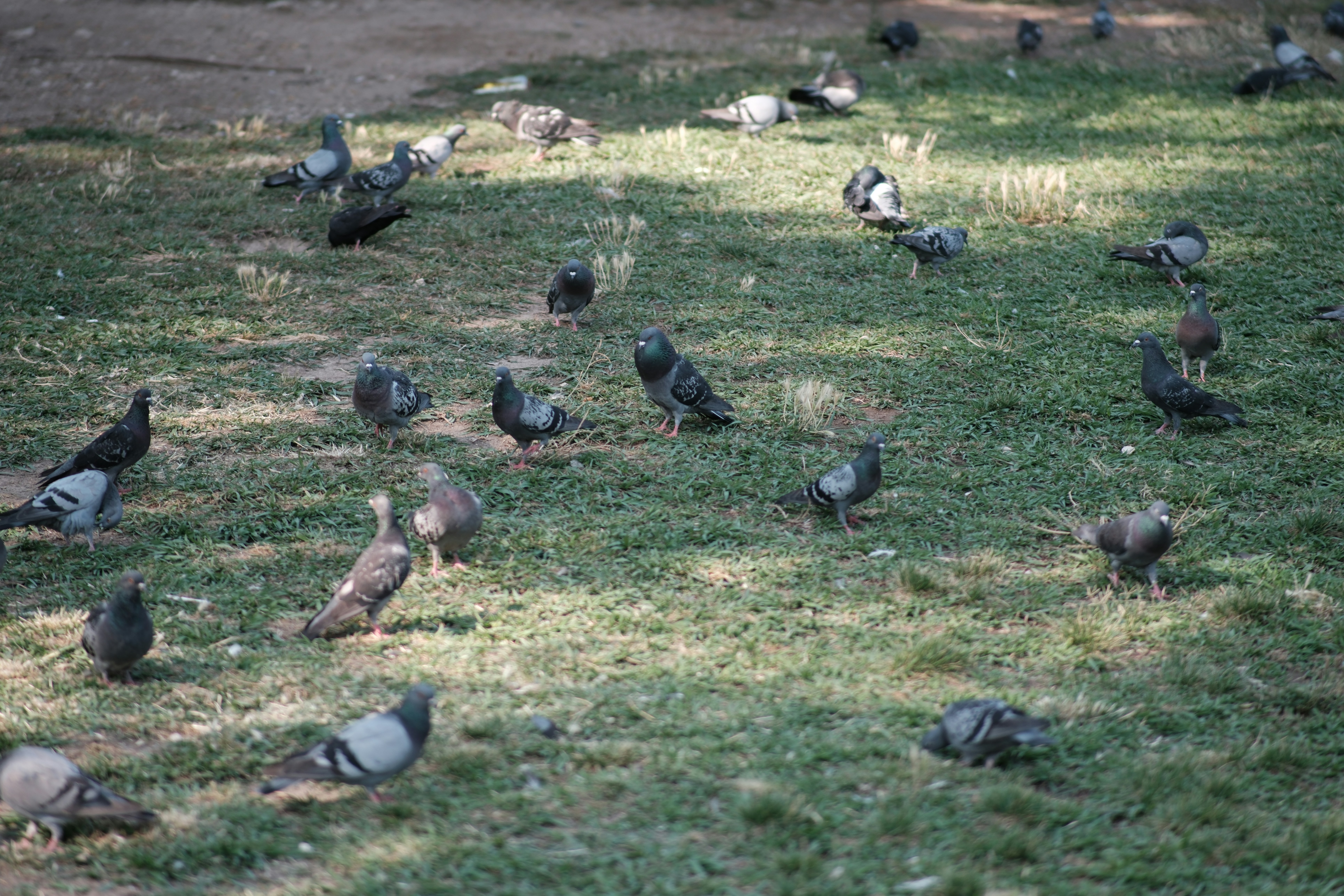 Feathered Choir in a Park Meadow