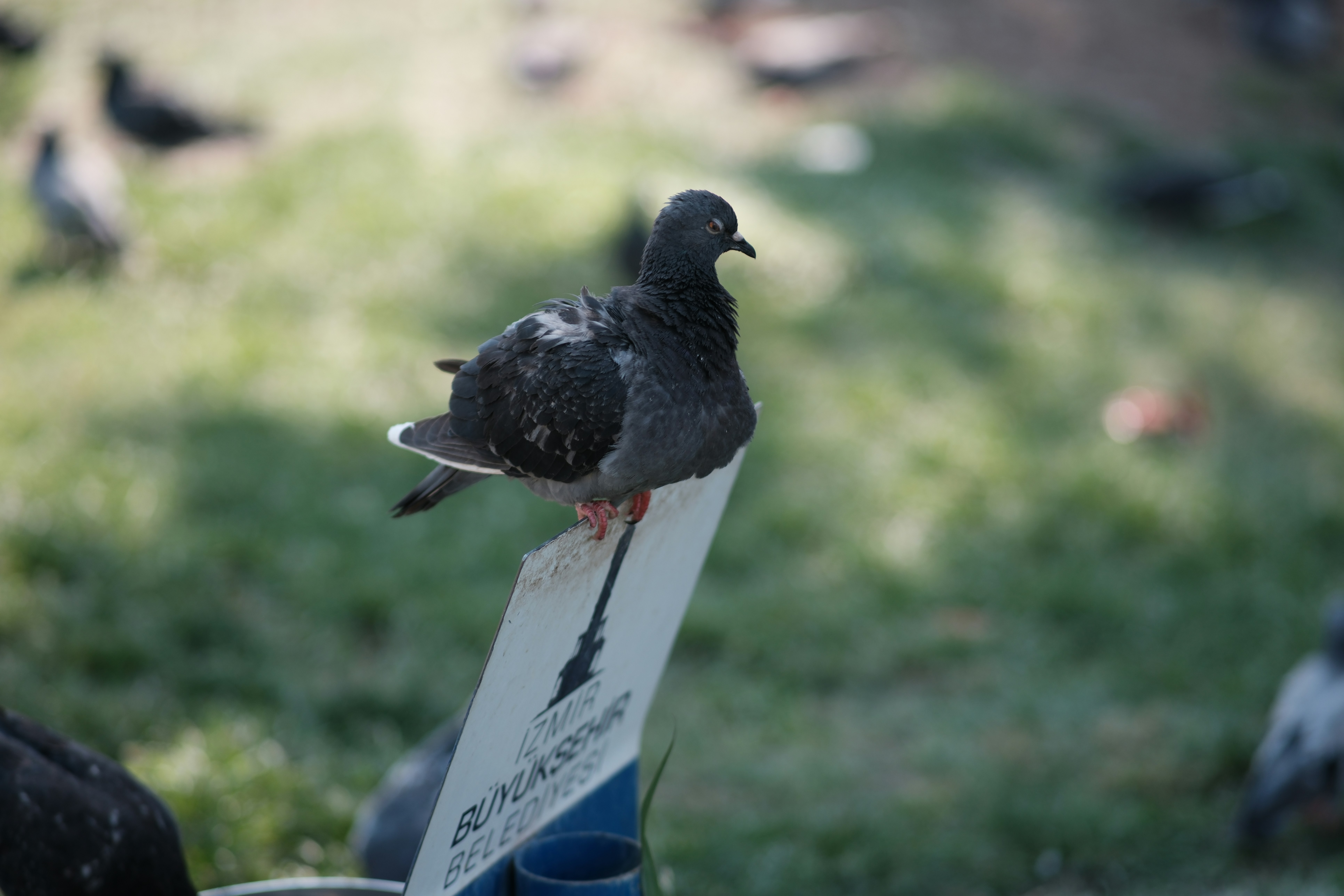 Perched Pigeon on a Signpost in Soft-Focused Park Light