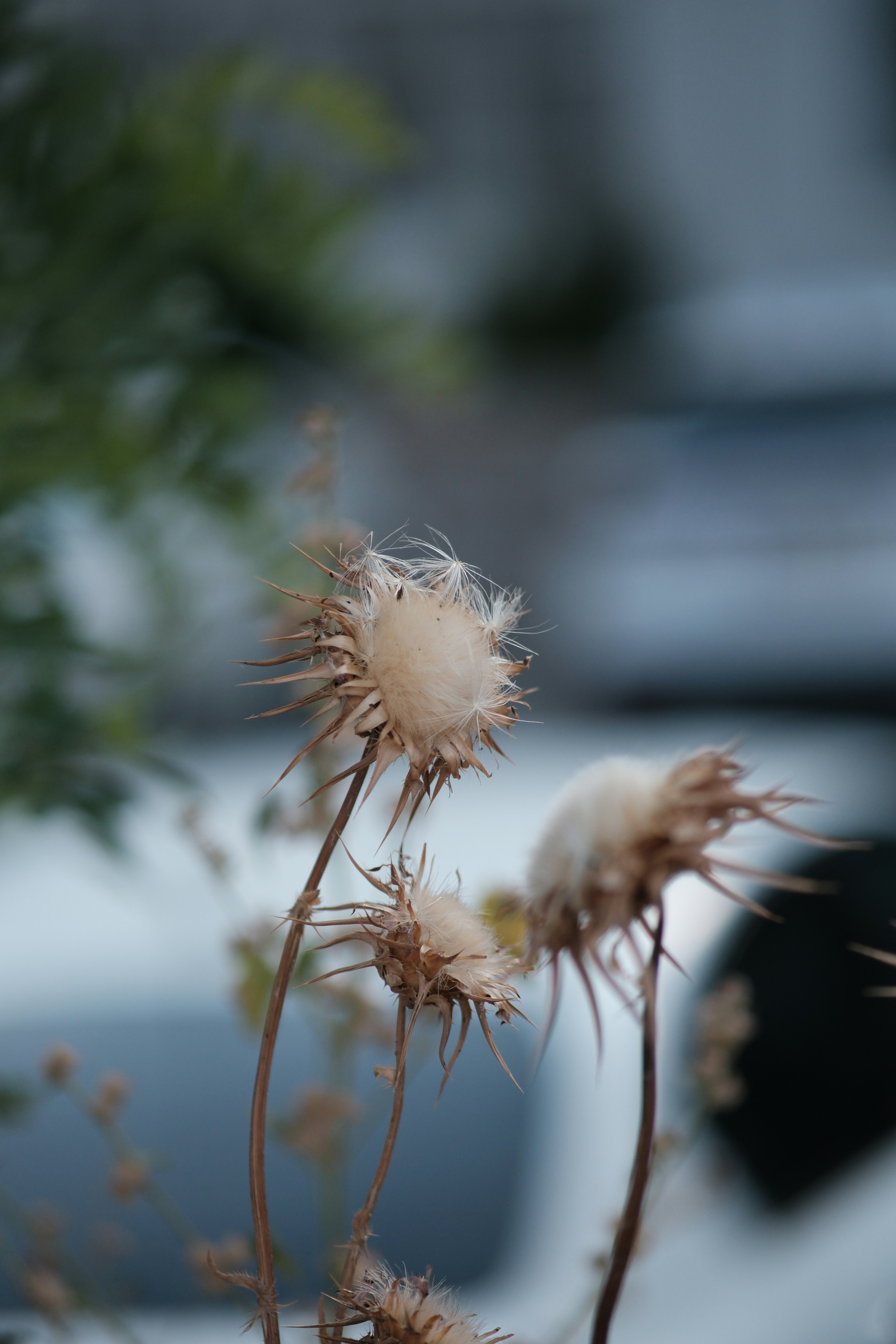 Deserted Burdock Heads in Soft Blur