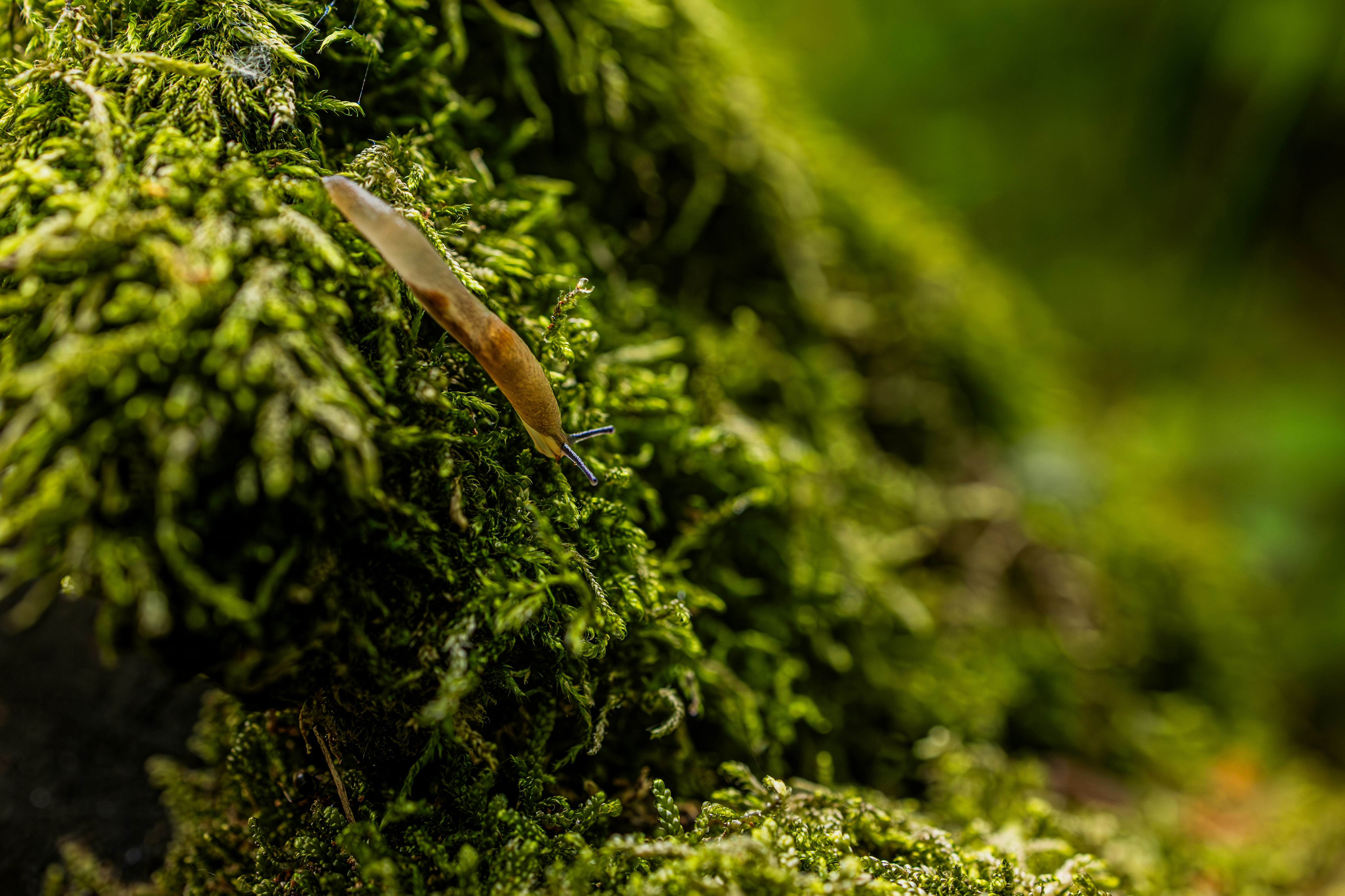 Lichen-Ledge Glide: A tiny mollusk traverses a mossy slope