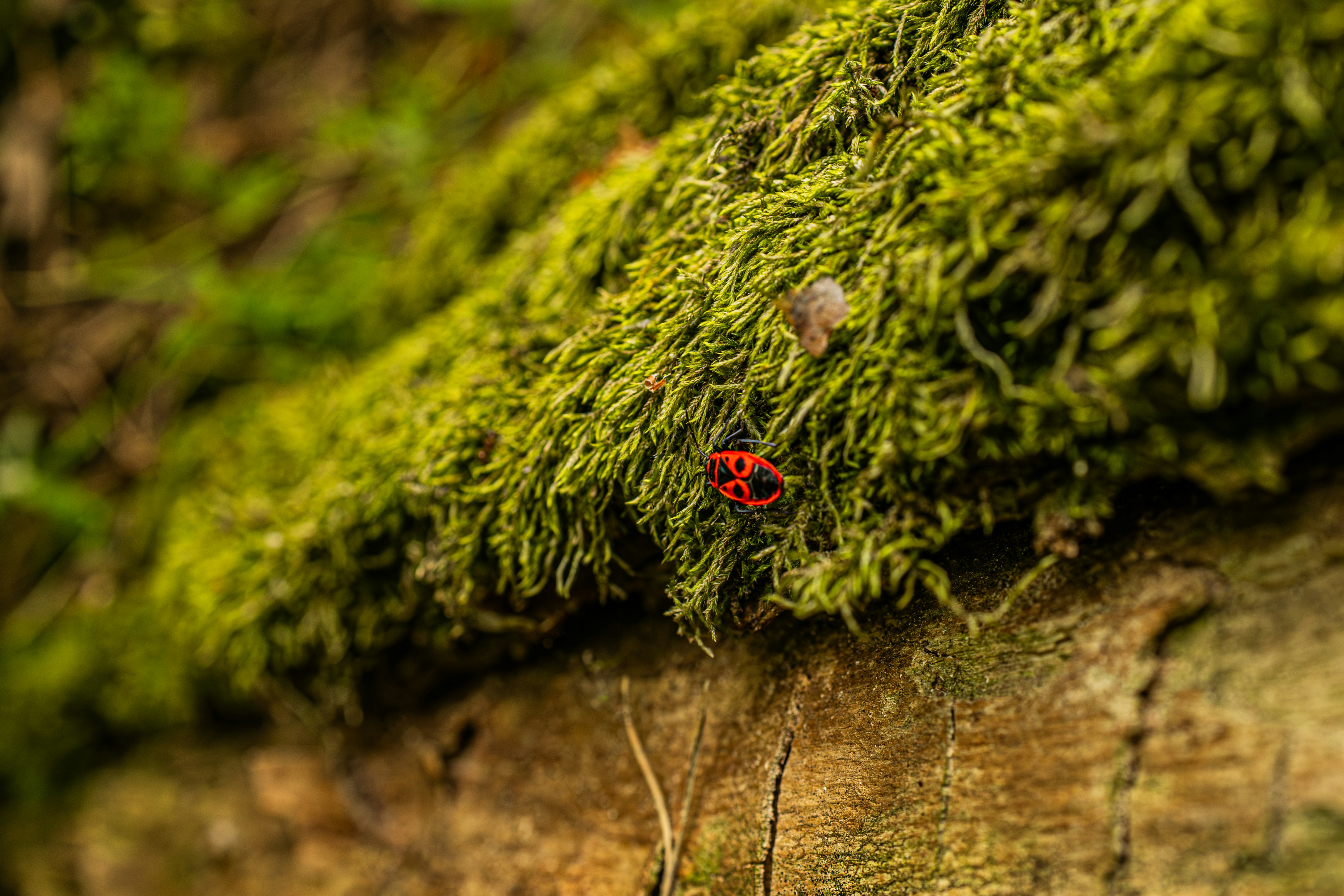 Red Ladybug on a Mossy Streamside