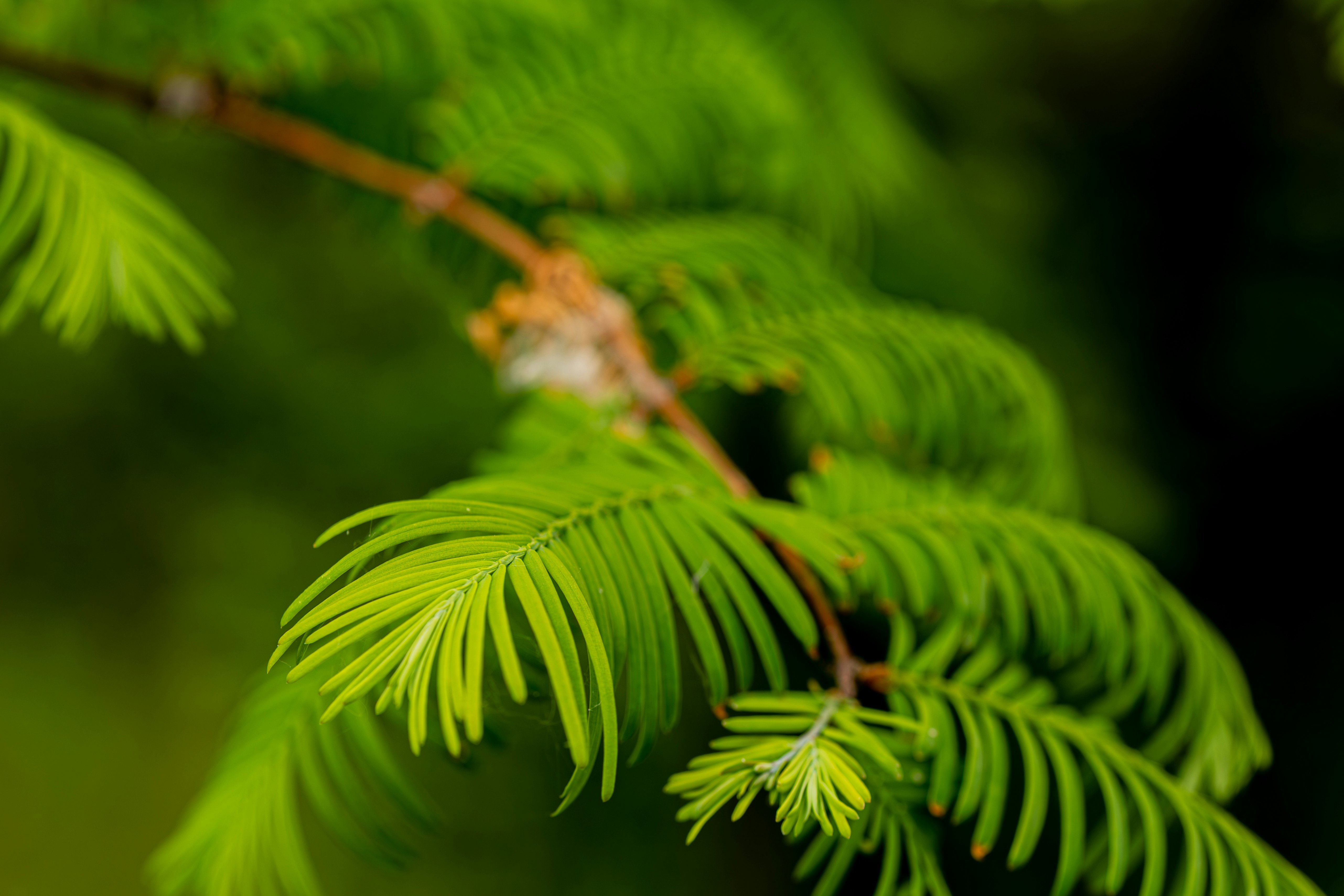 Fresh Sprig of Pine: Emerald Fronds in Soft Focus