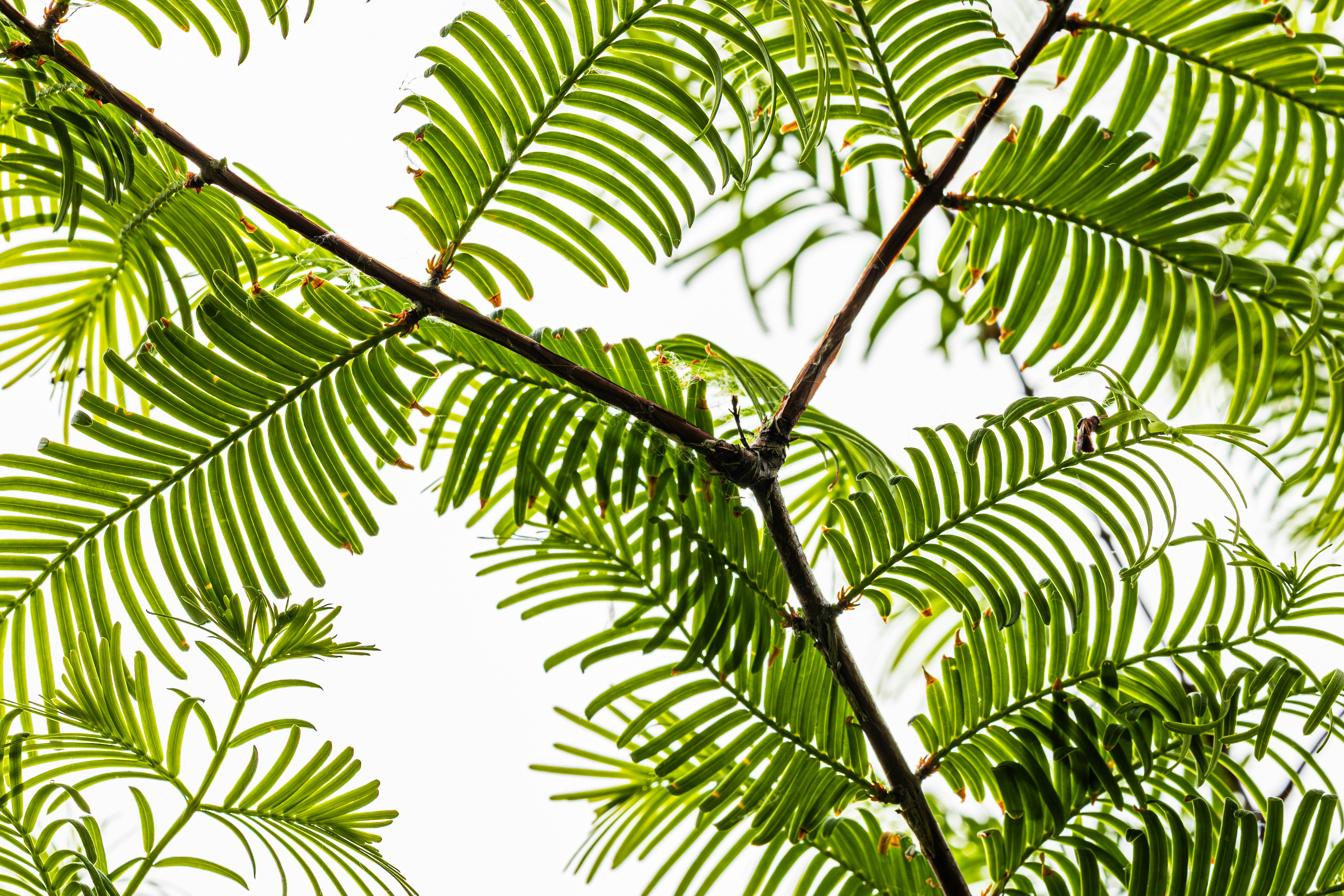 Branch Network: A Green Lattice of Fern Fronds against White Background