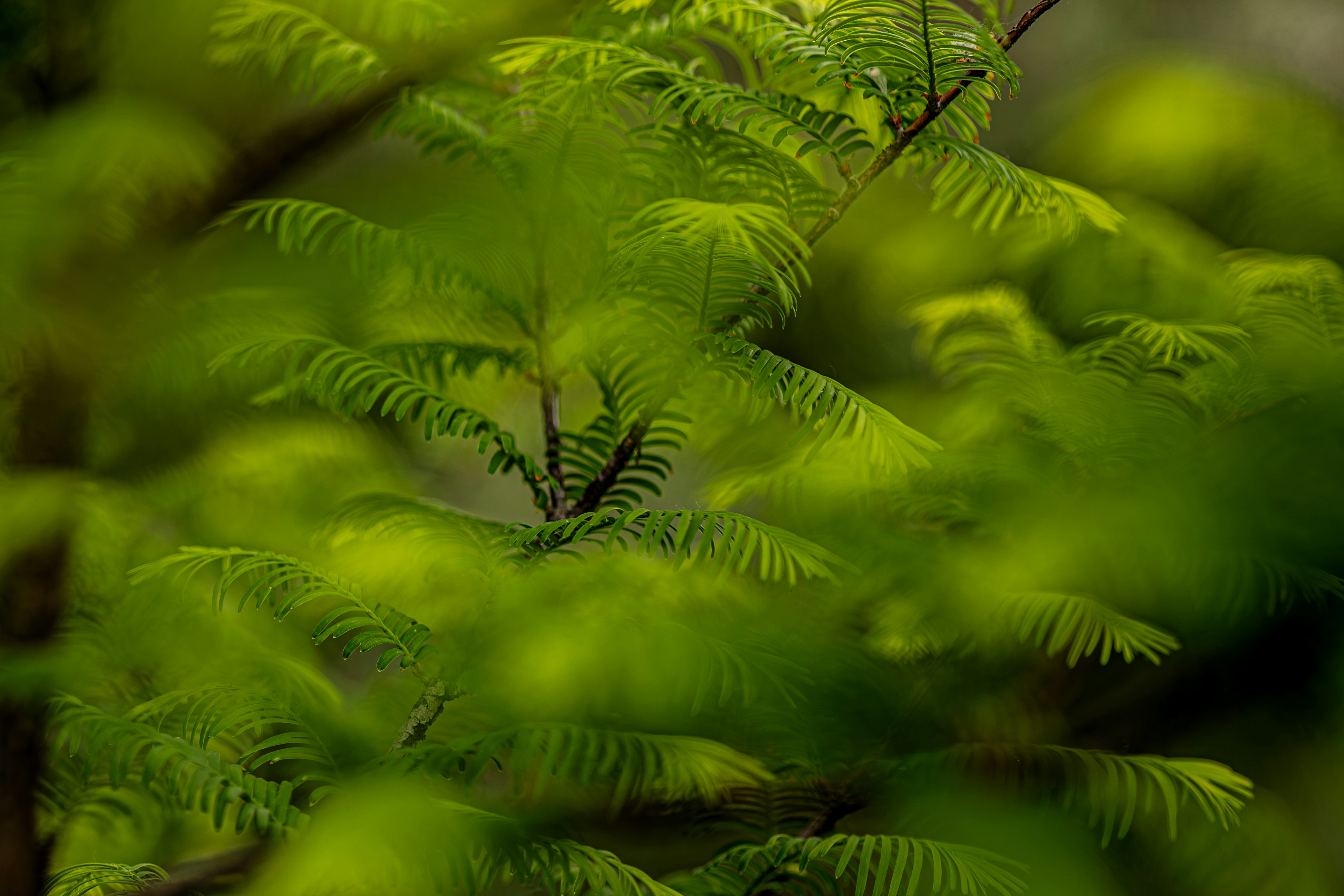 Delicate Fern Fronds in Focus Amid Lush Green Blur