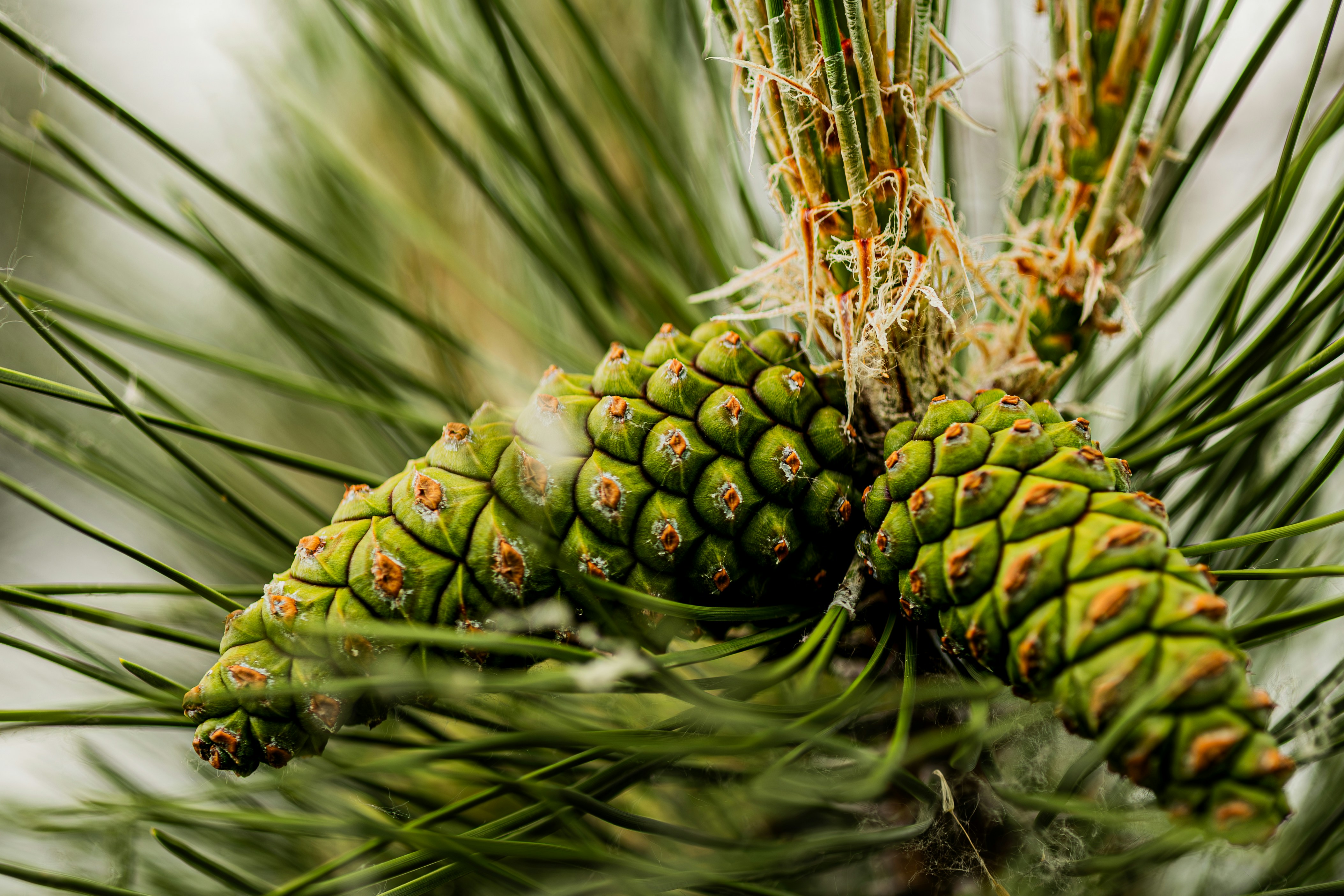 Emerald Pinecone: A Close-Up of New Growth Amid Needle Rain