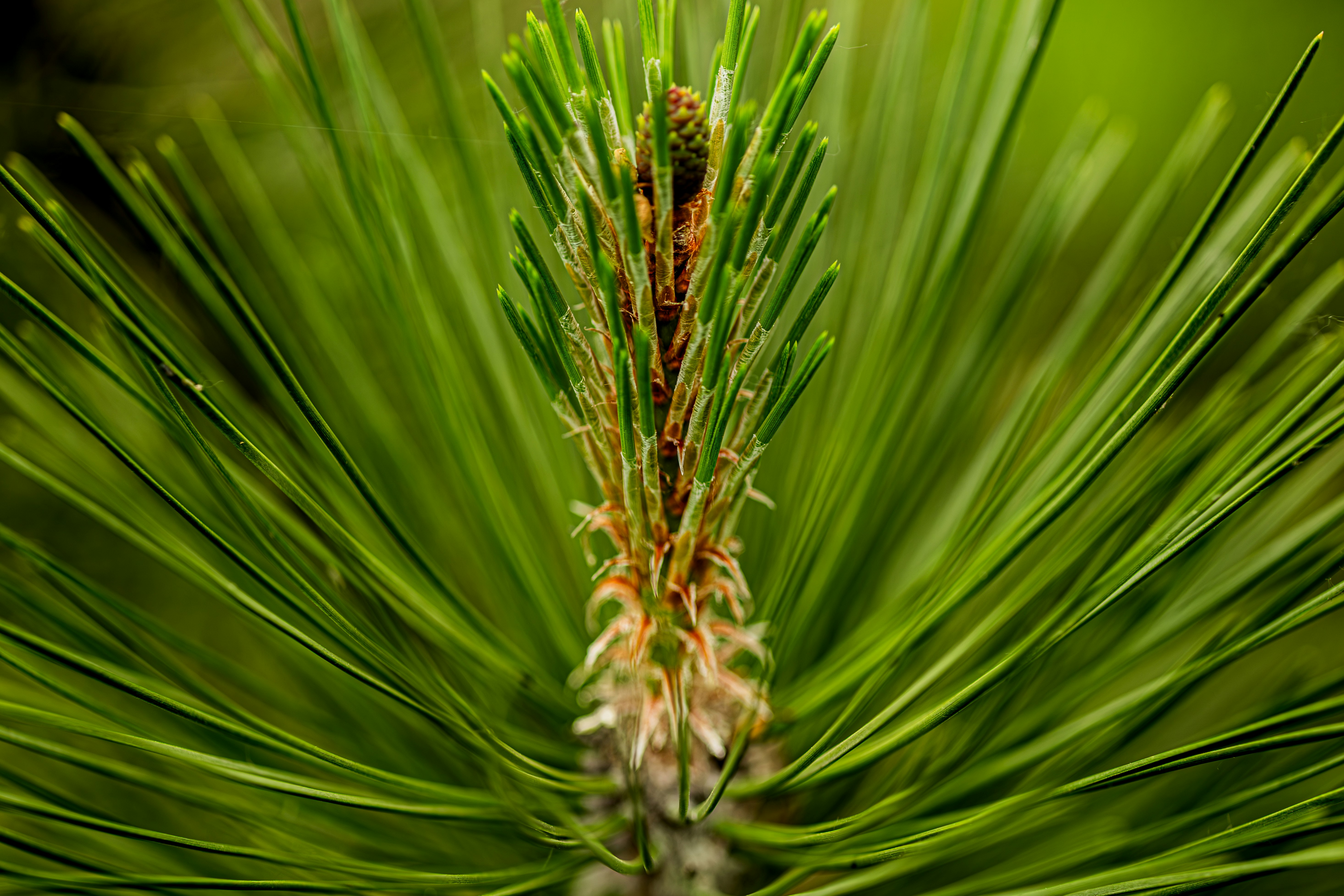 Botanical Spike: Fresh Pine Needle Crown in Micro Focus