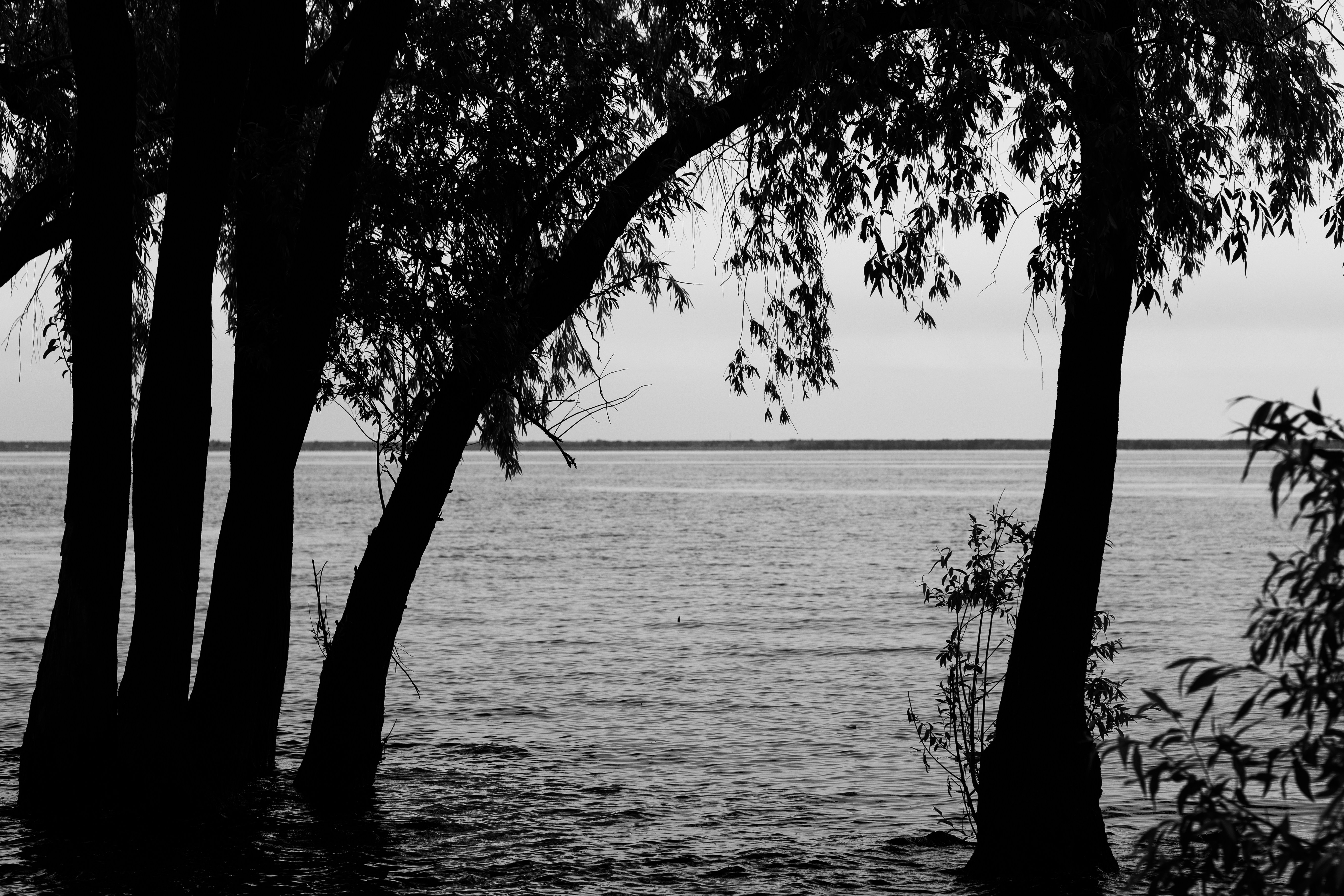 Shoreline Silhouette: Trees Framing a Quiet Water Edge