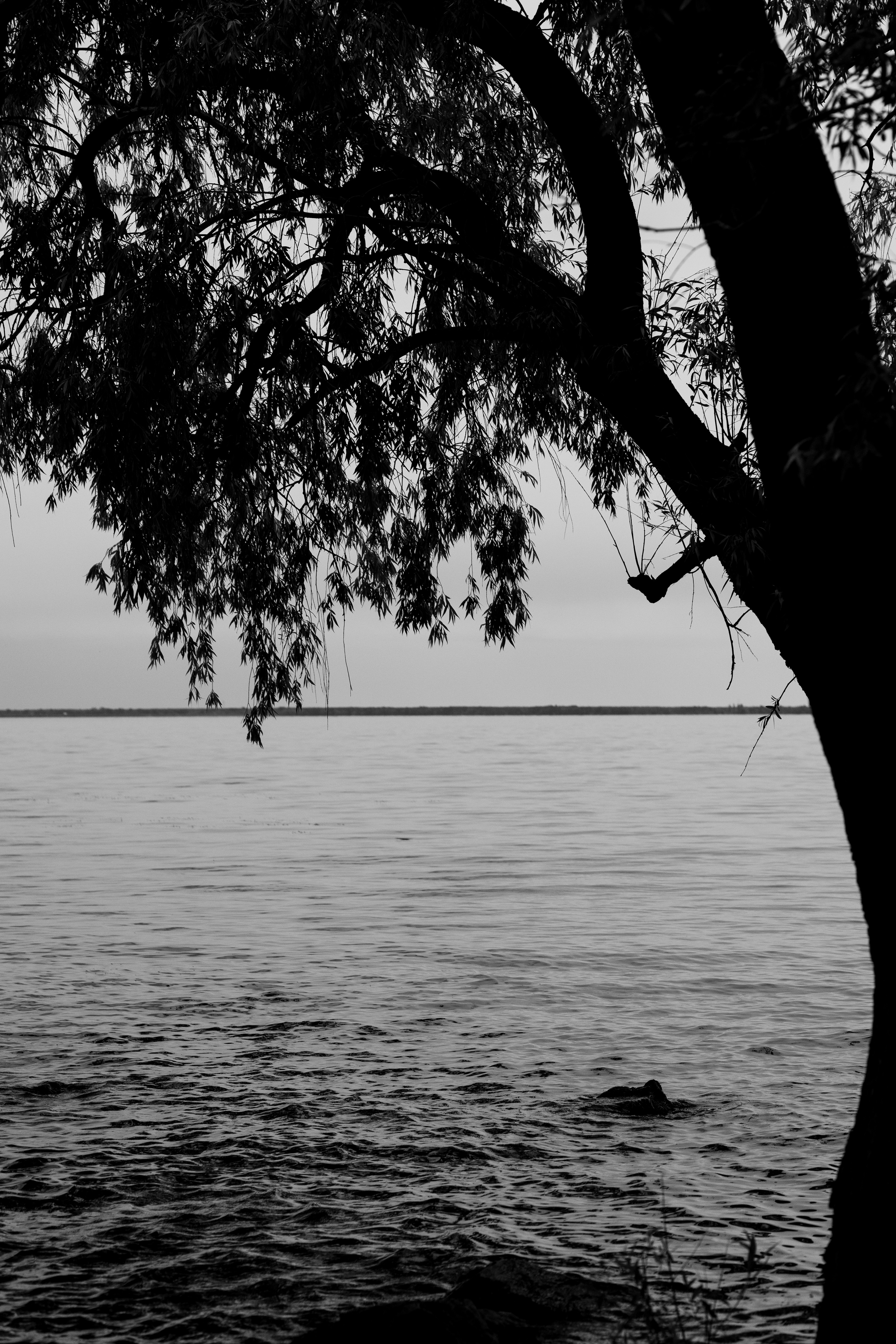  silhouette of a tree arching over a tranquil horizon