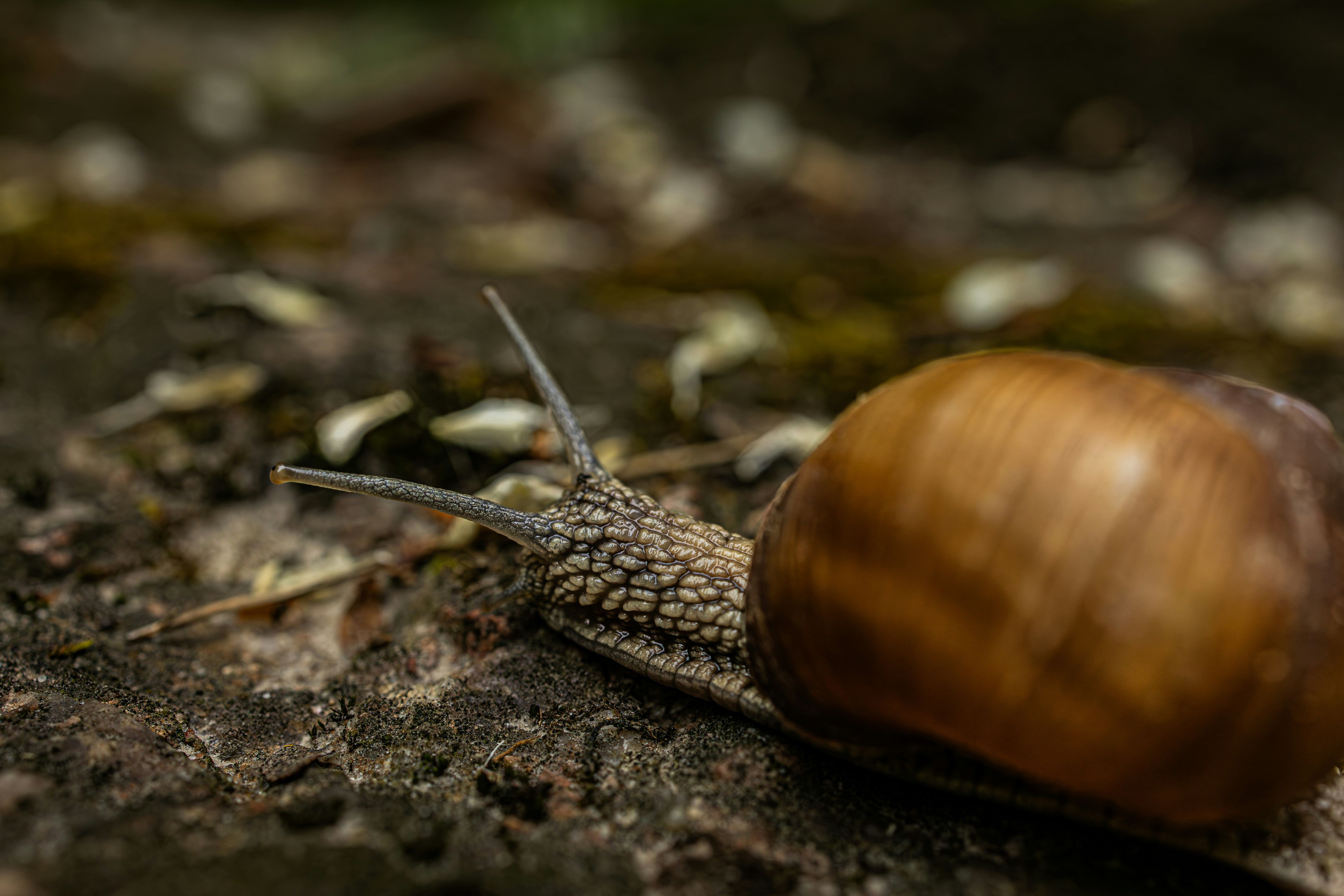 Whispering Snail on a Mossy Path