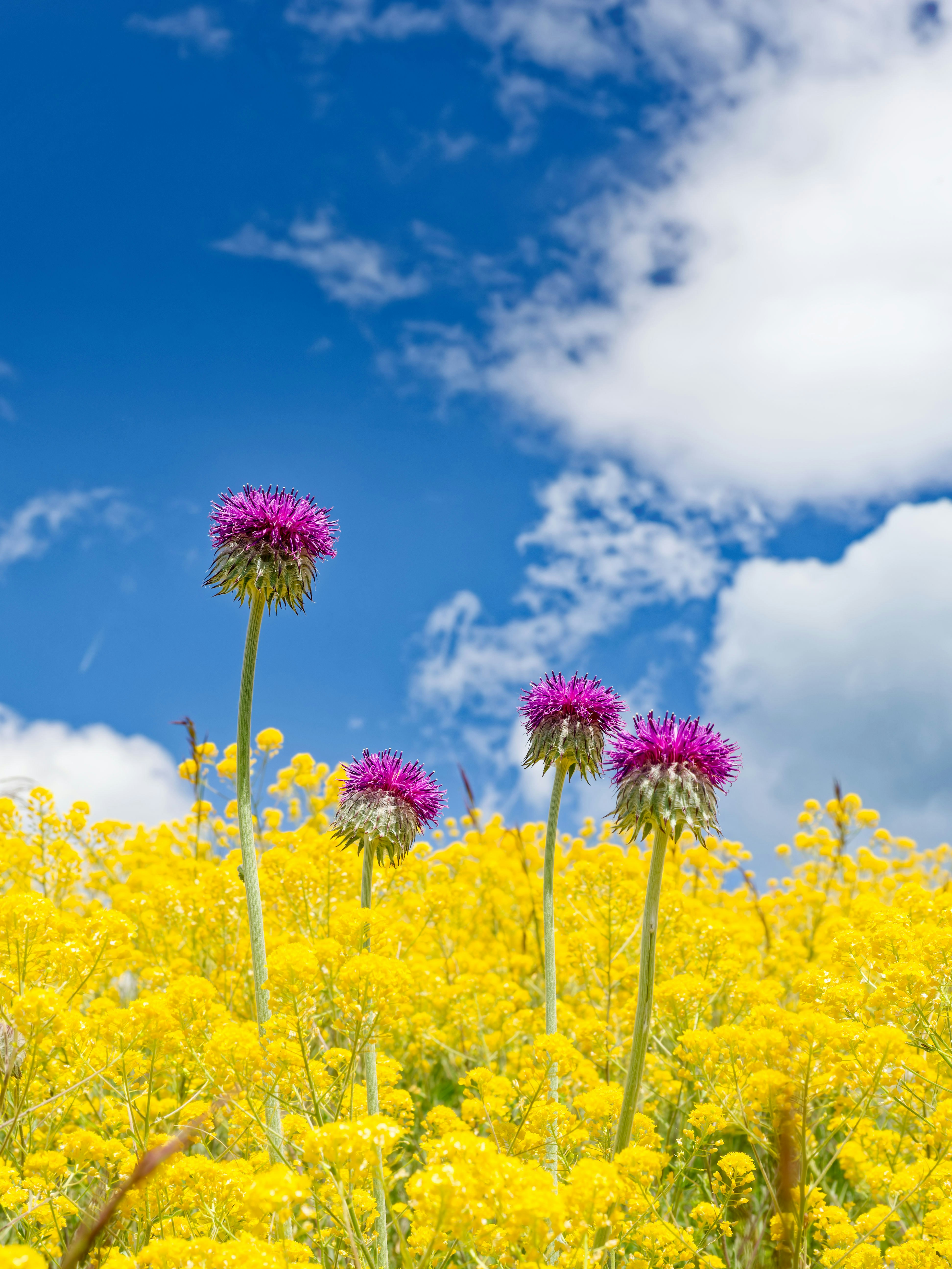 Purple flowers in a yellow field under a blue sky.