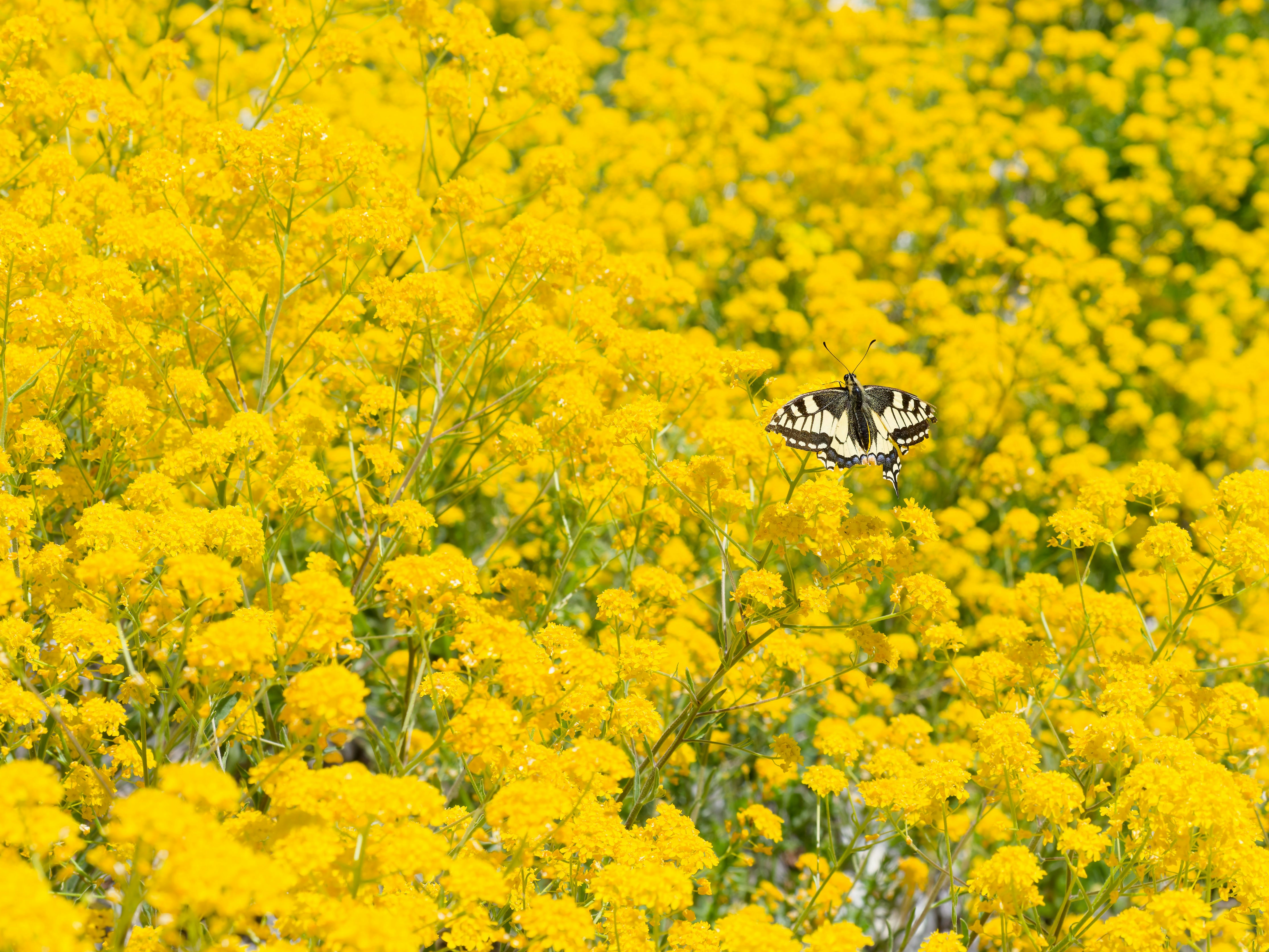 A butterfly flying over a field of vibrant yellow flowers.