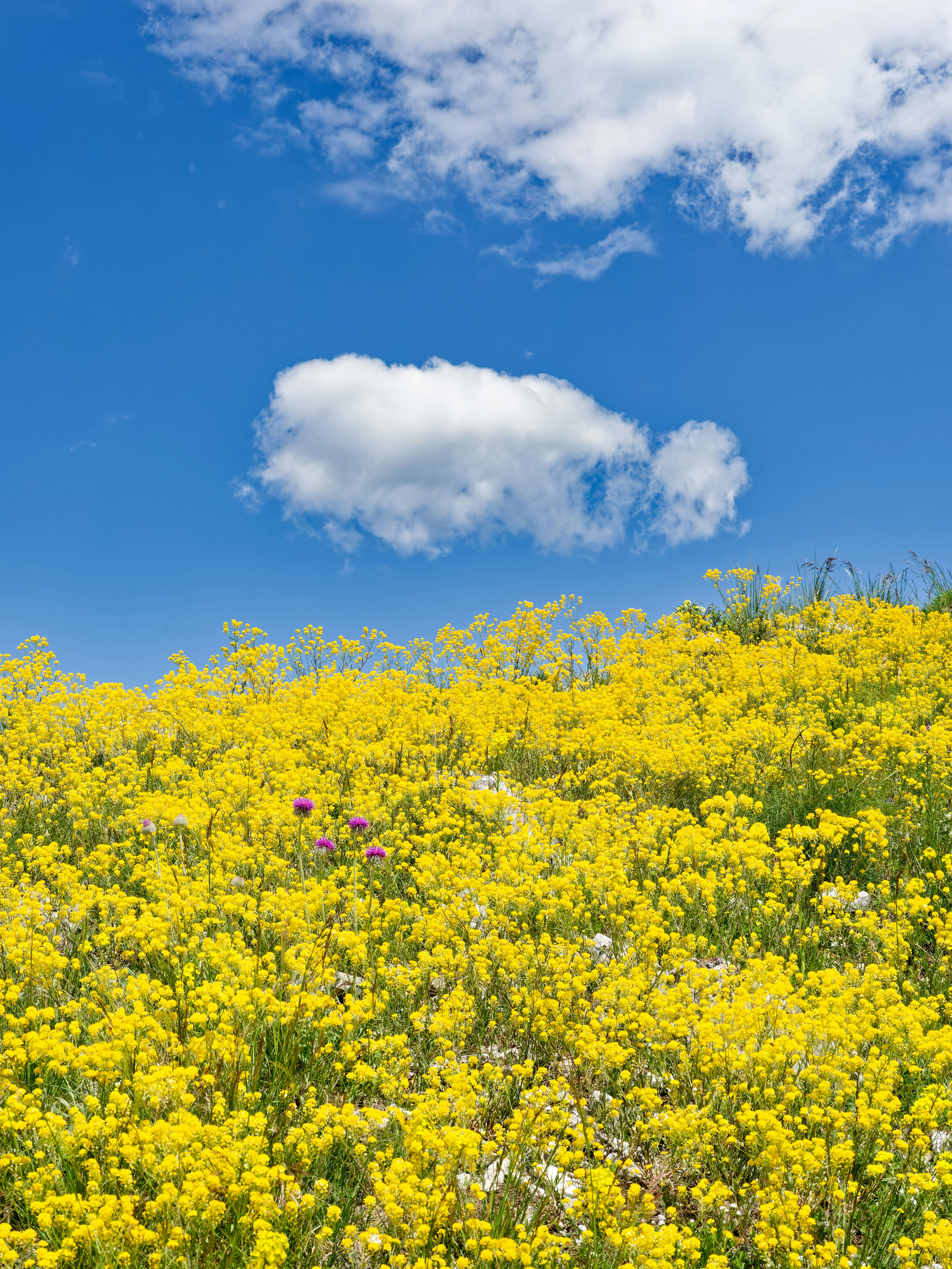 Golden Field Under a Serenely Blue Sky