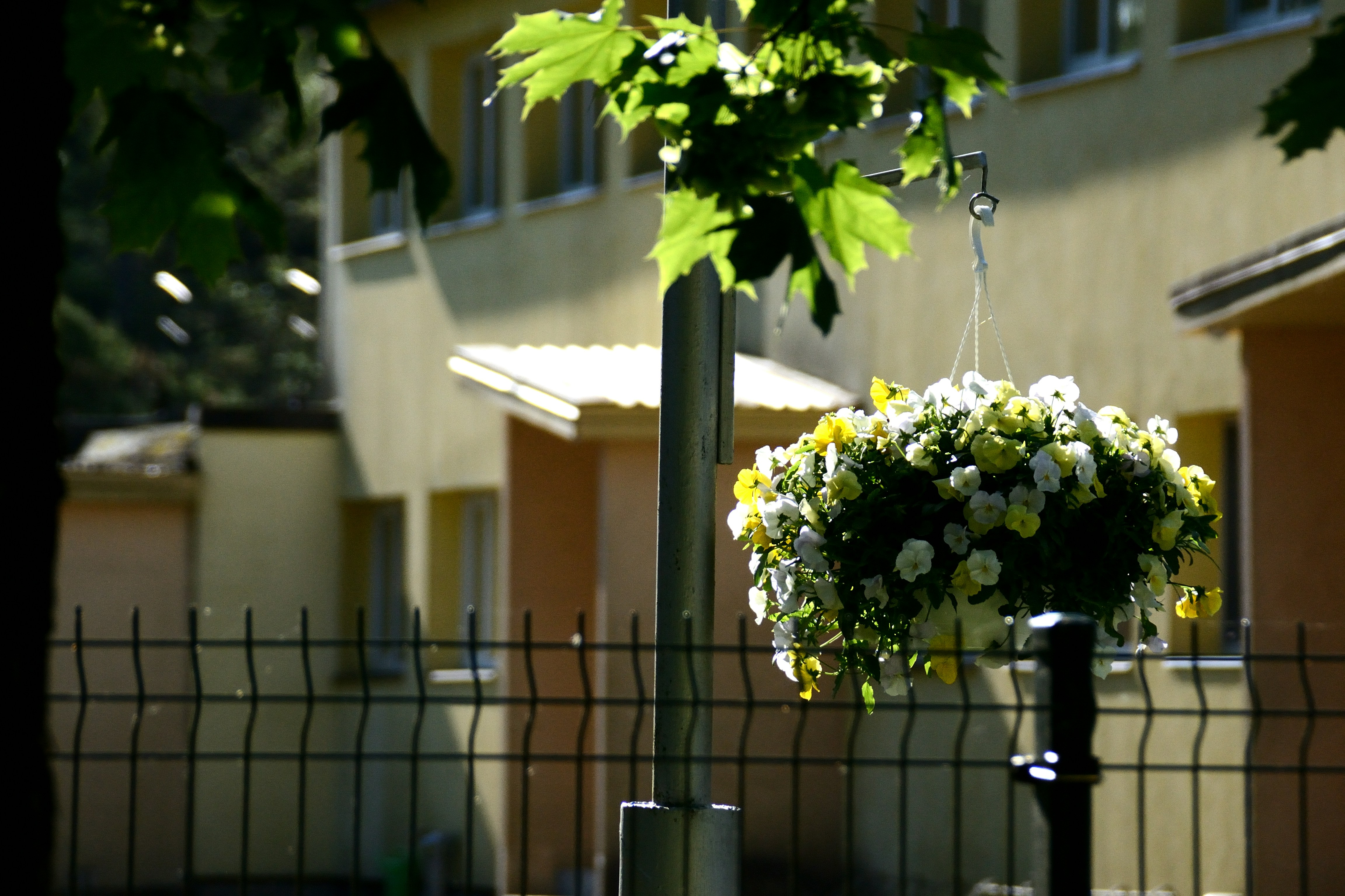 Hanging blossoms above a sunlit courtyard fence