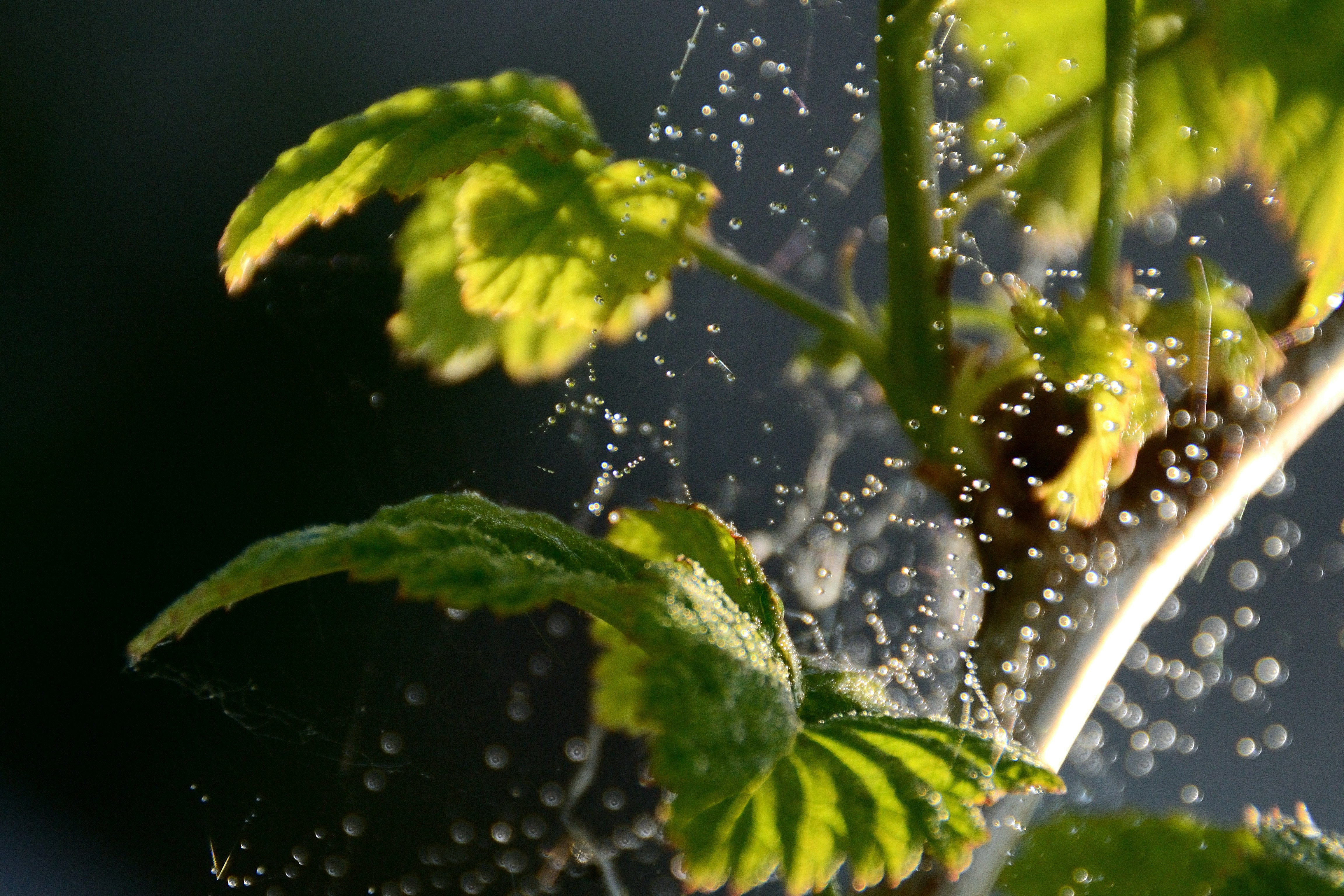 Spider Silk Sparkle: Morning Dew on a Vine
