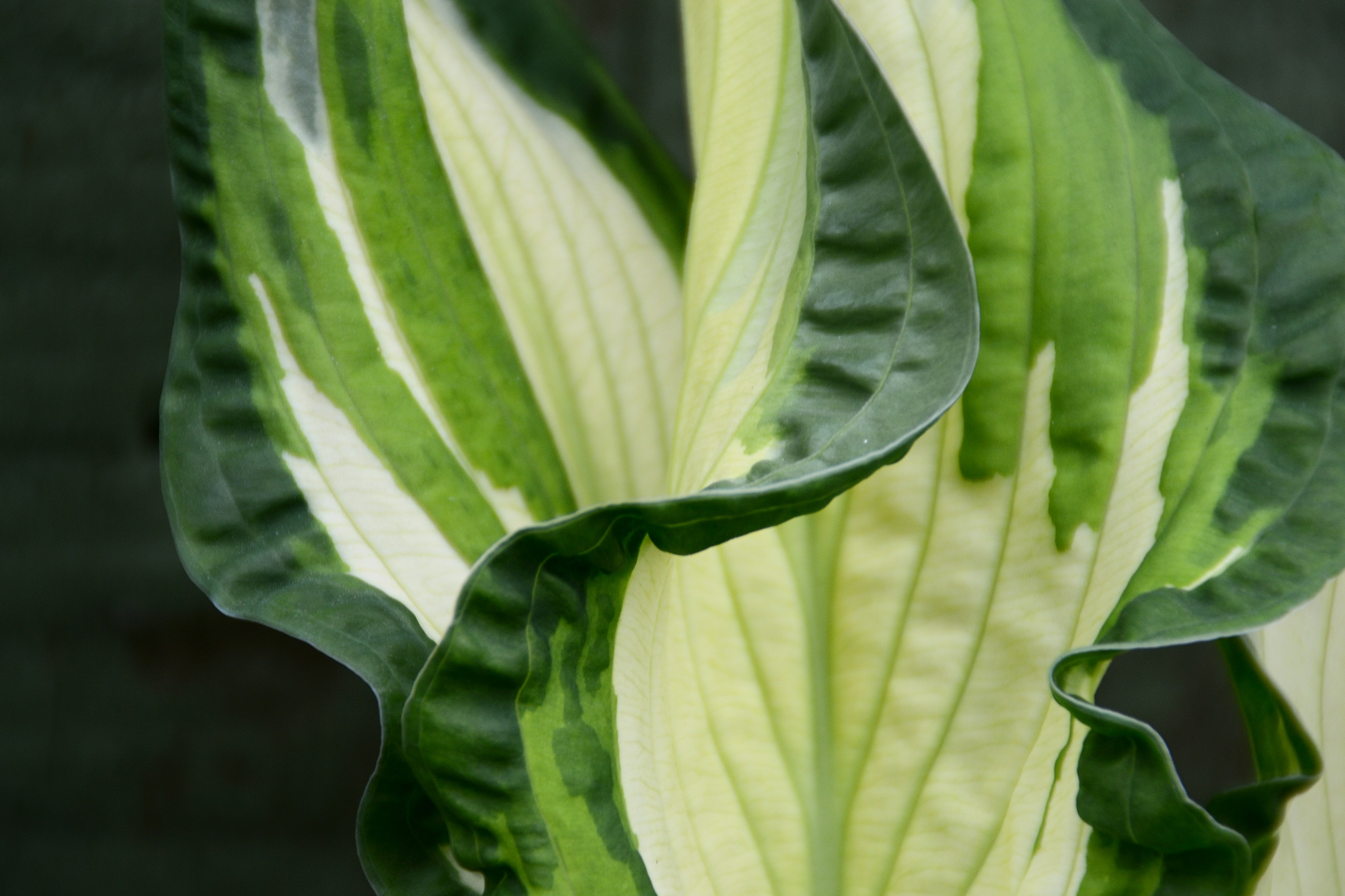Variegated Leaf Curves: Green and Cream Tones in Sharp Focus