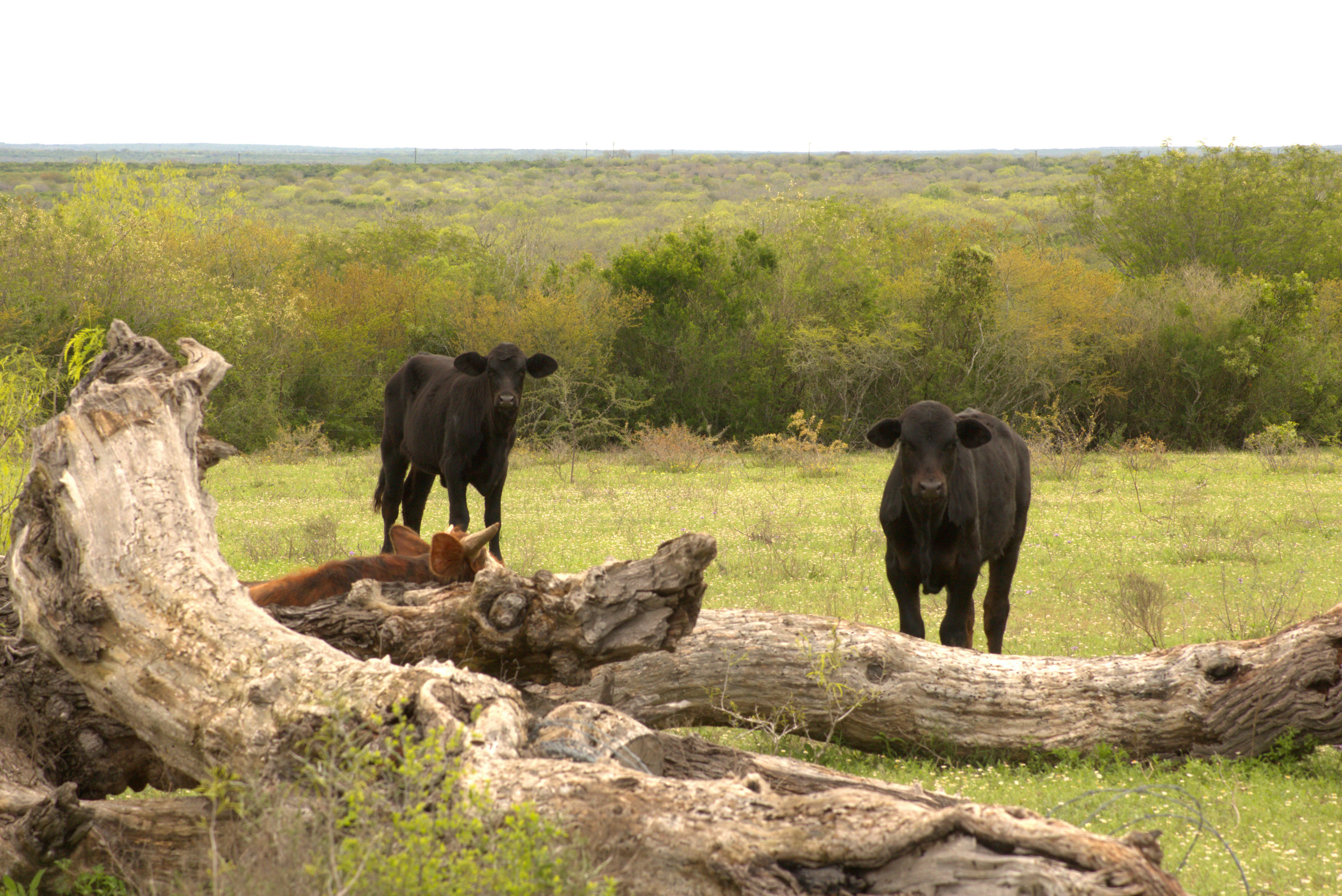 Quiet Herd: Black Cattle Among Weathered Logs