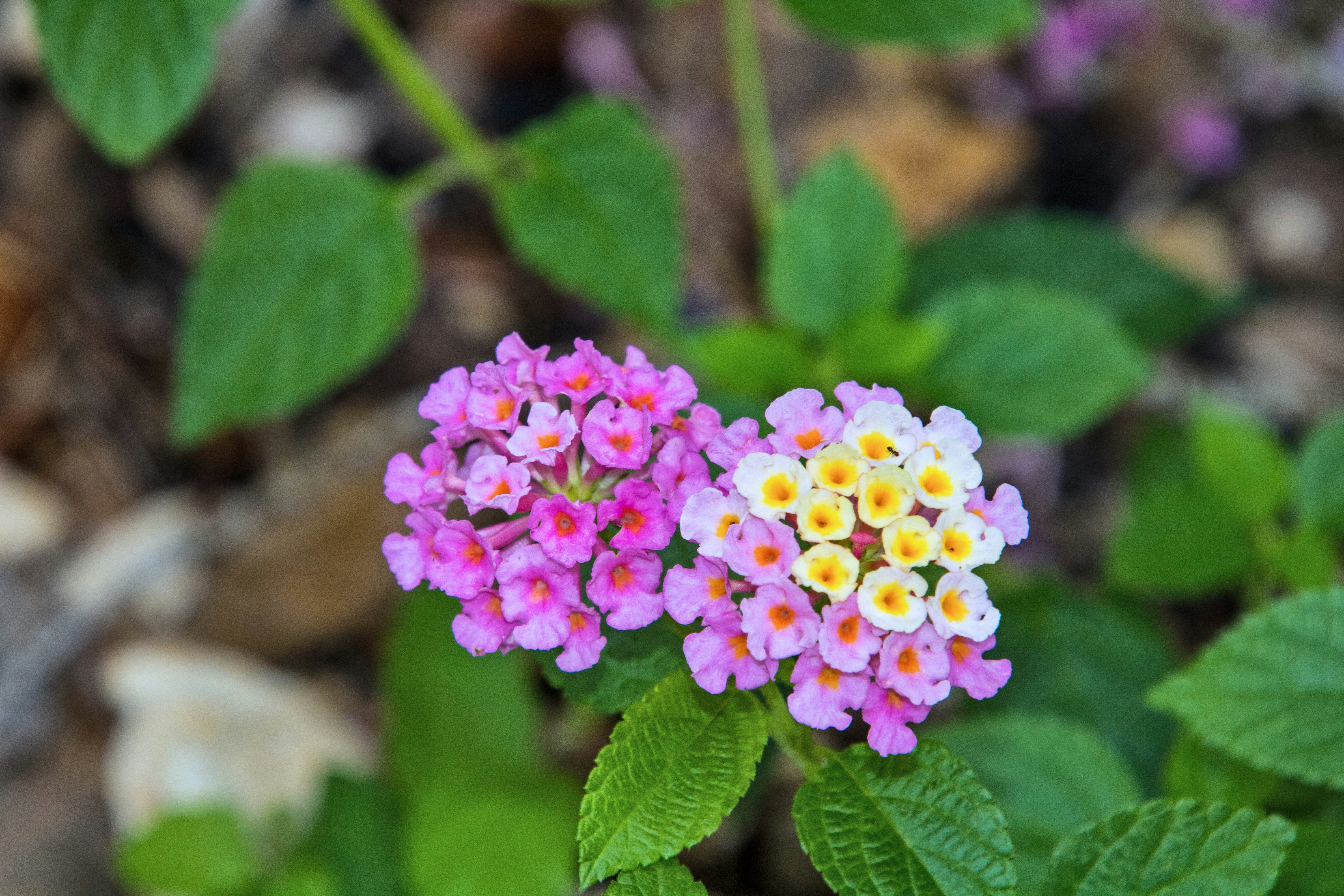 Luminous Lantana Bloom: A Neon Bead Bouquet in Gentle Soil