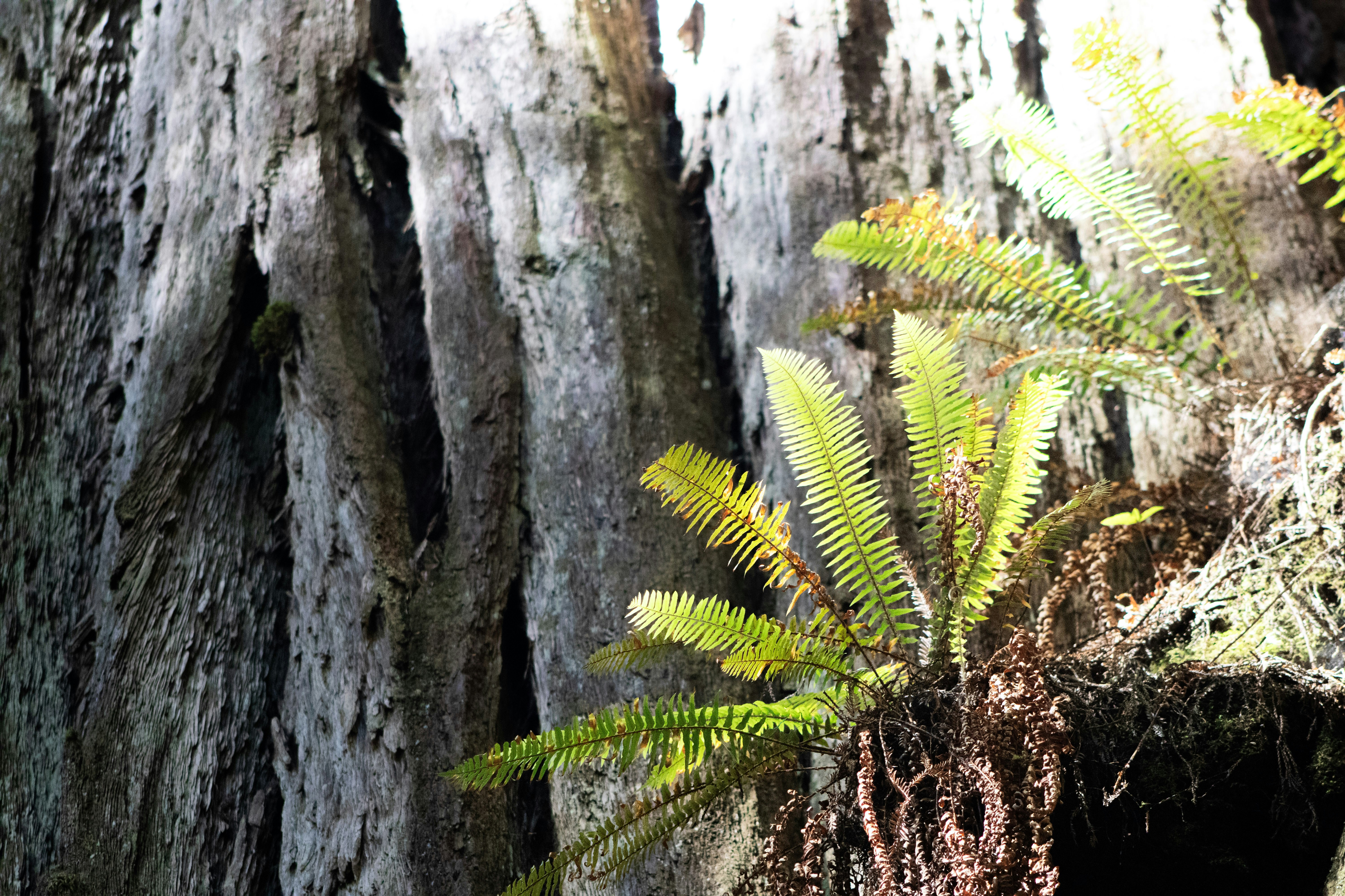 Fern Fronds at the Base of a Weathered Trunk