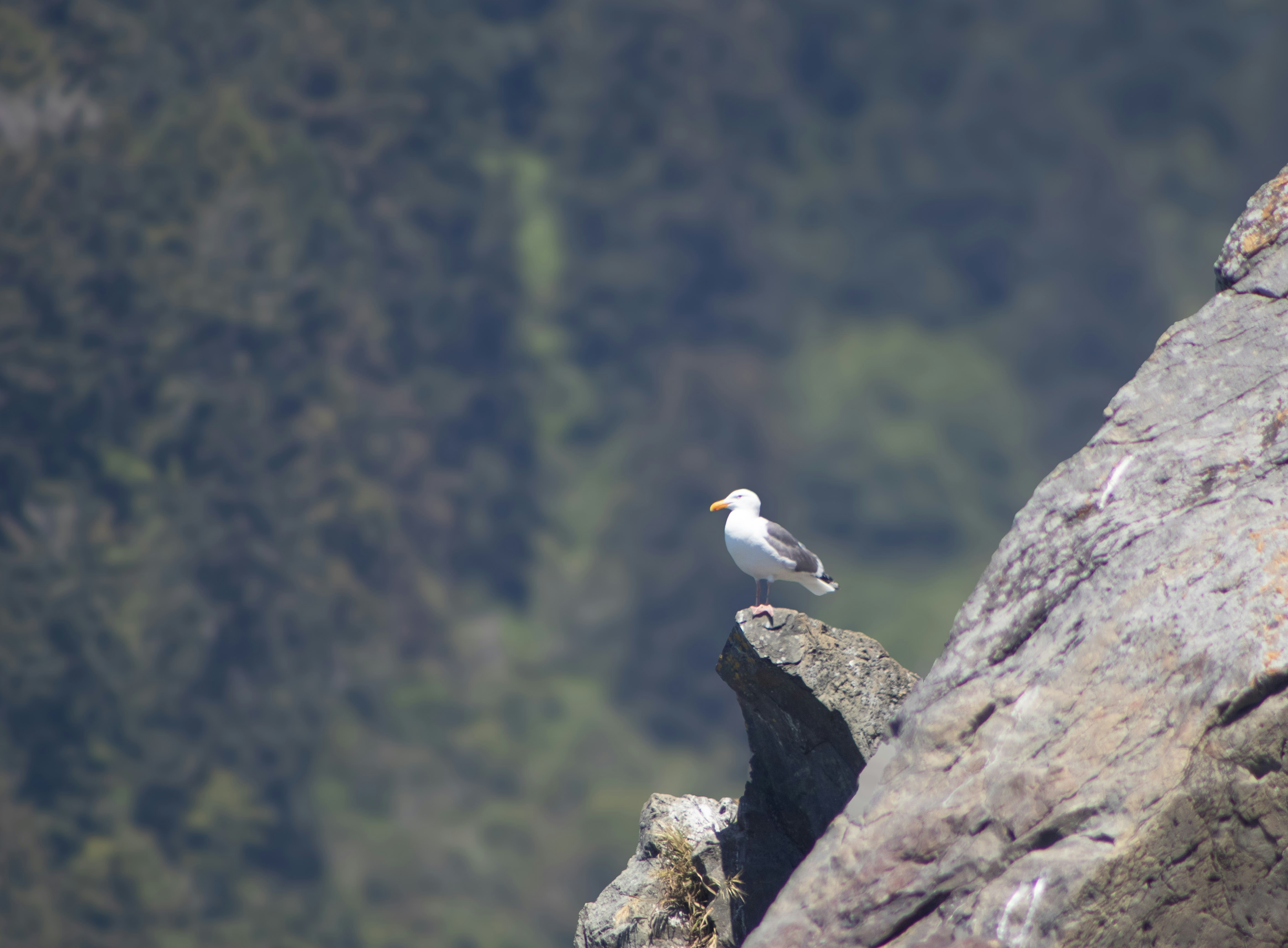 A lone seabird perches on a jagged rock in a distant canyon