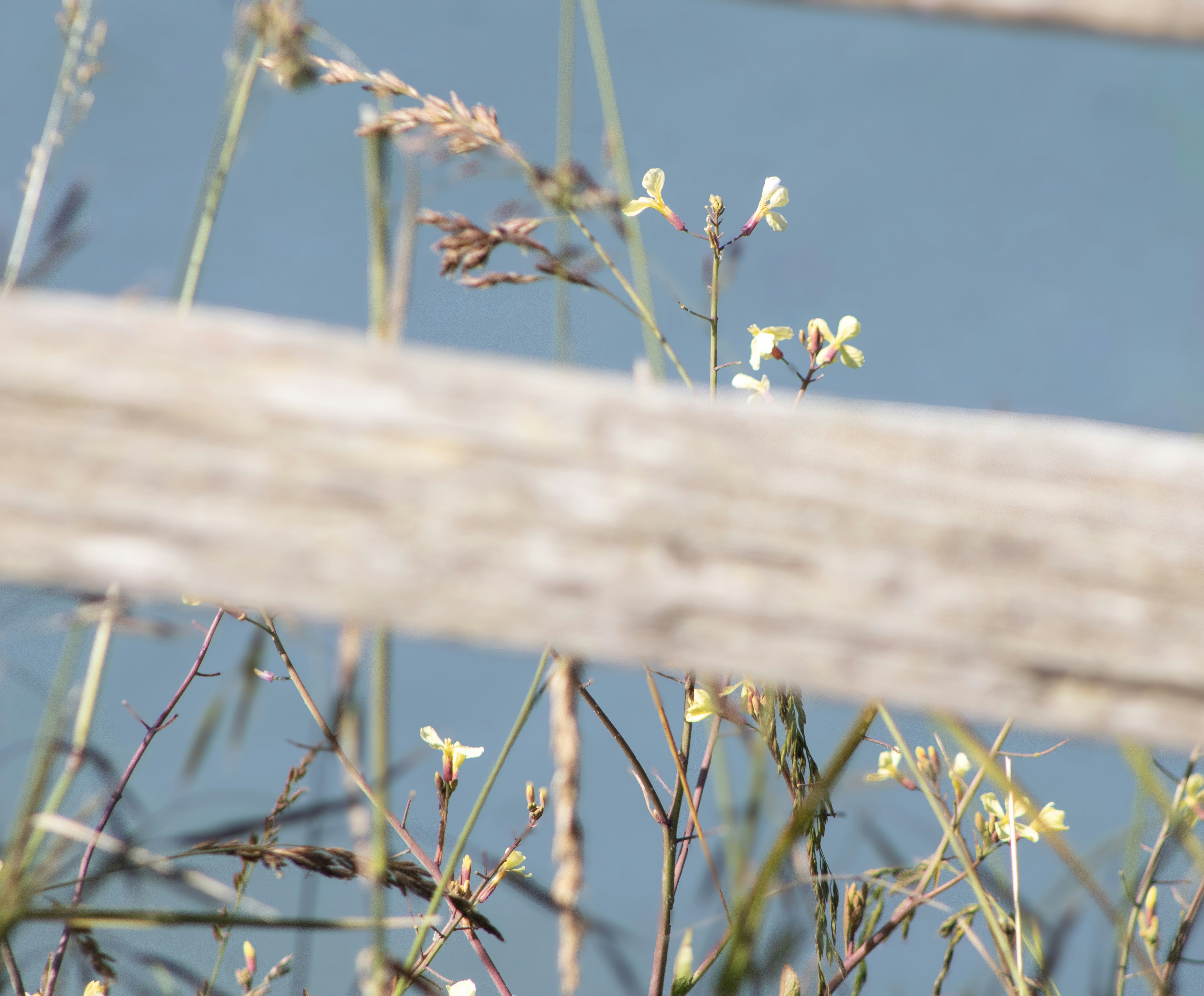 Blurry Boardwalk Frames Delicate Wildflowers by a Quiet Water