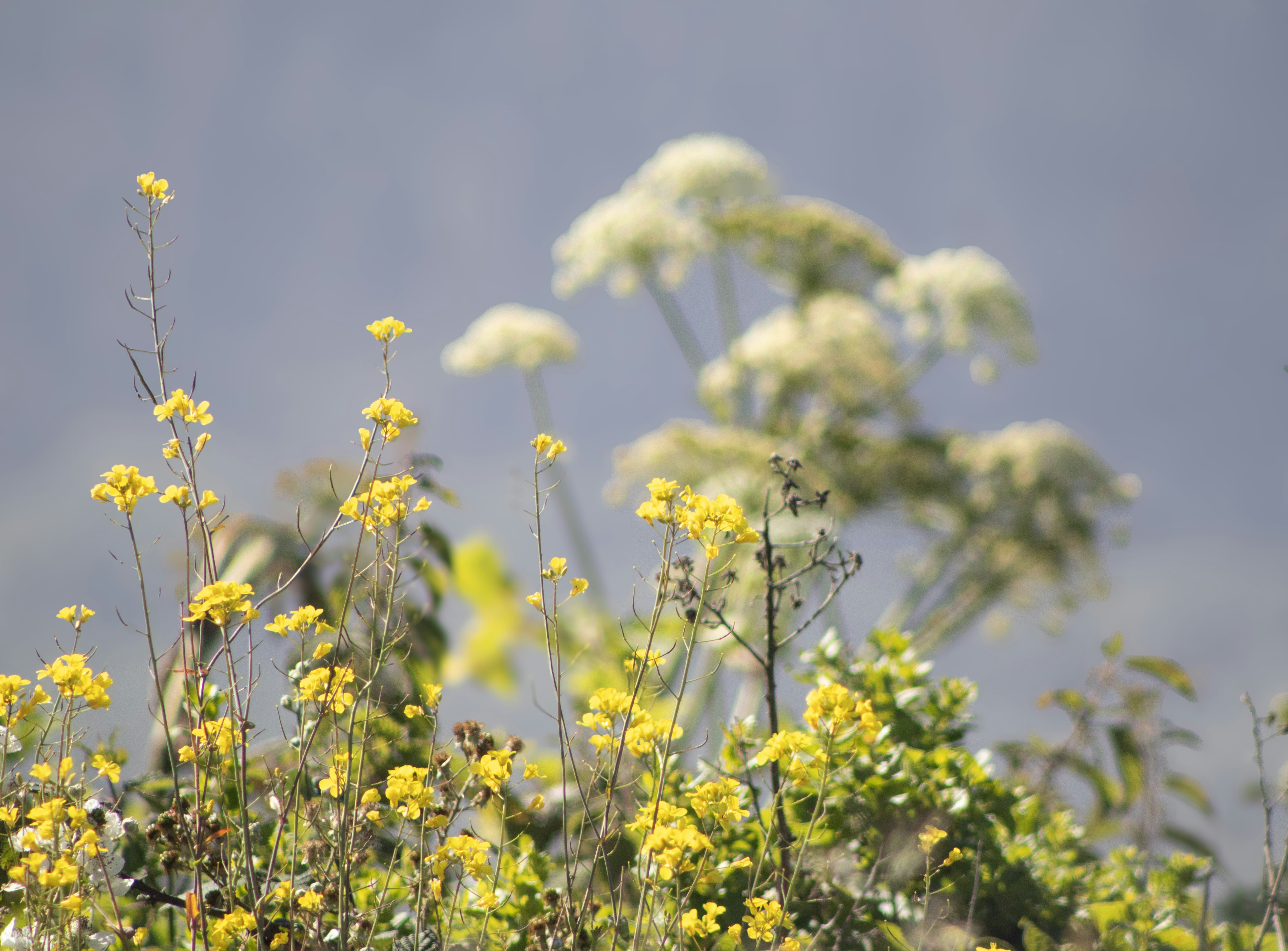 Sunlit Yellow Wildflowers Against a Soft Horizon