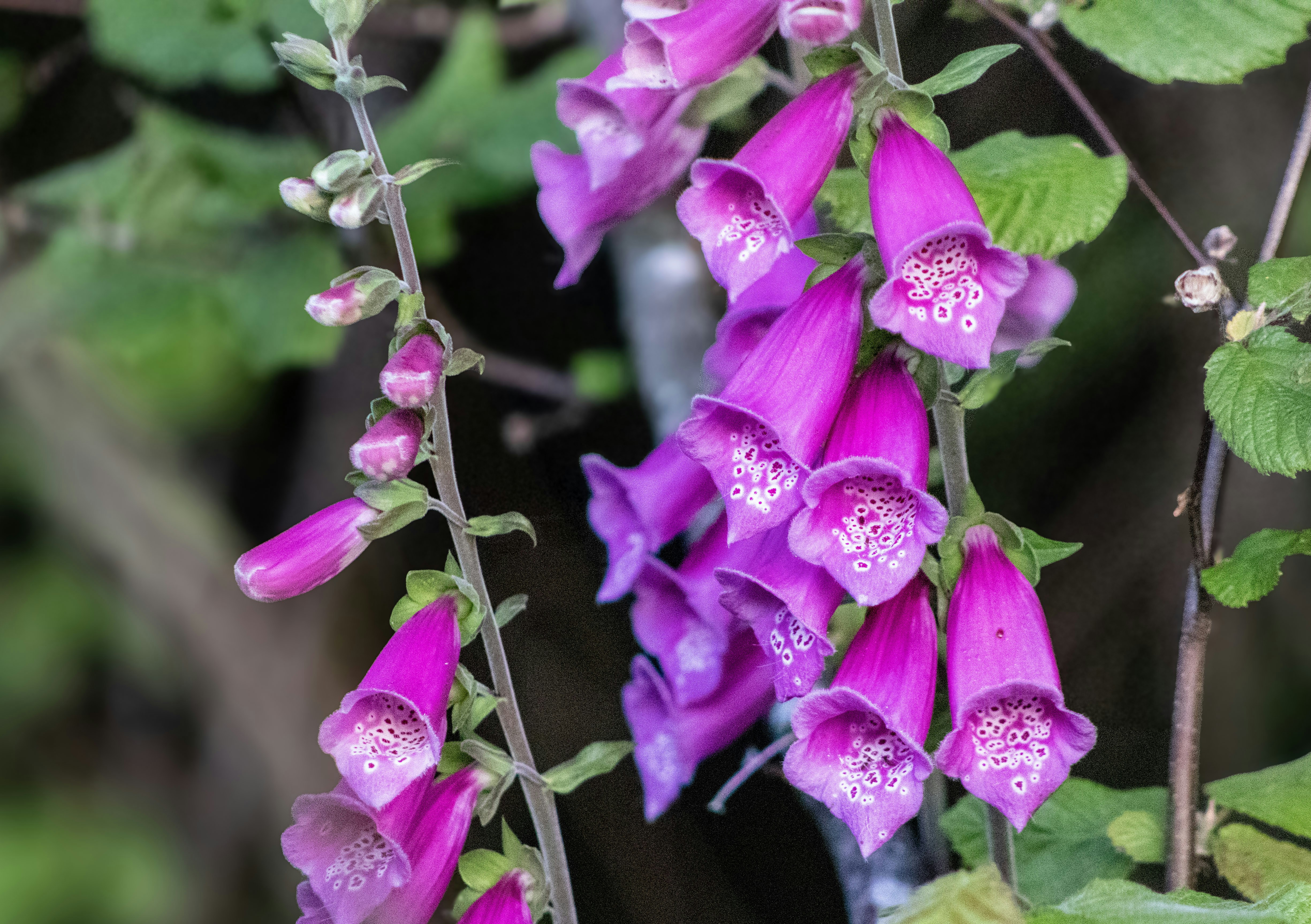 Cascade of Magenta Bells
