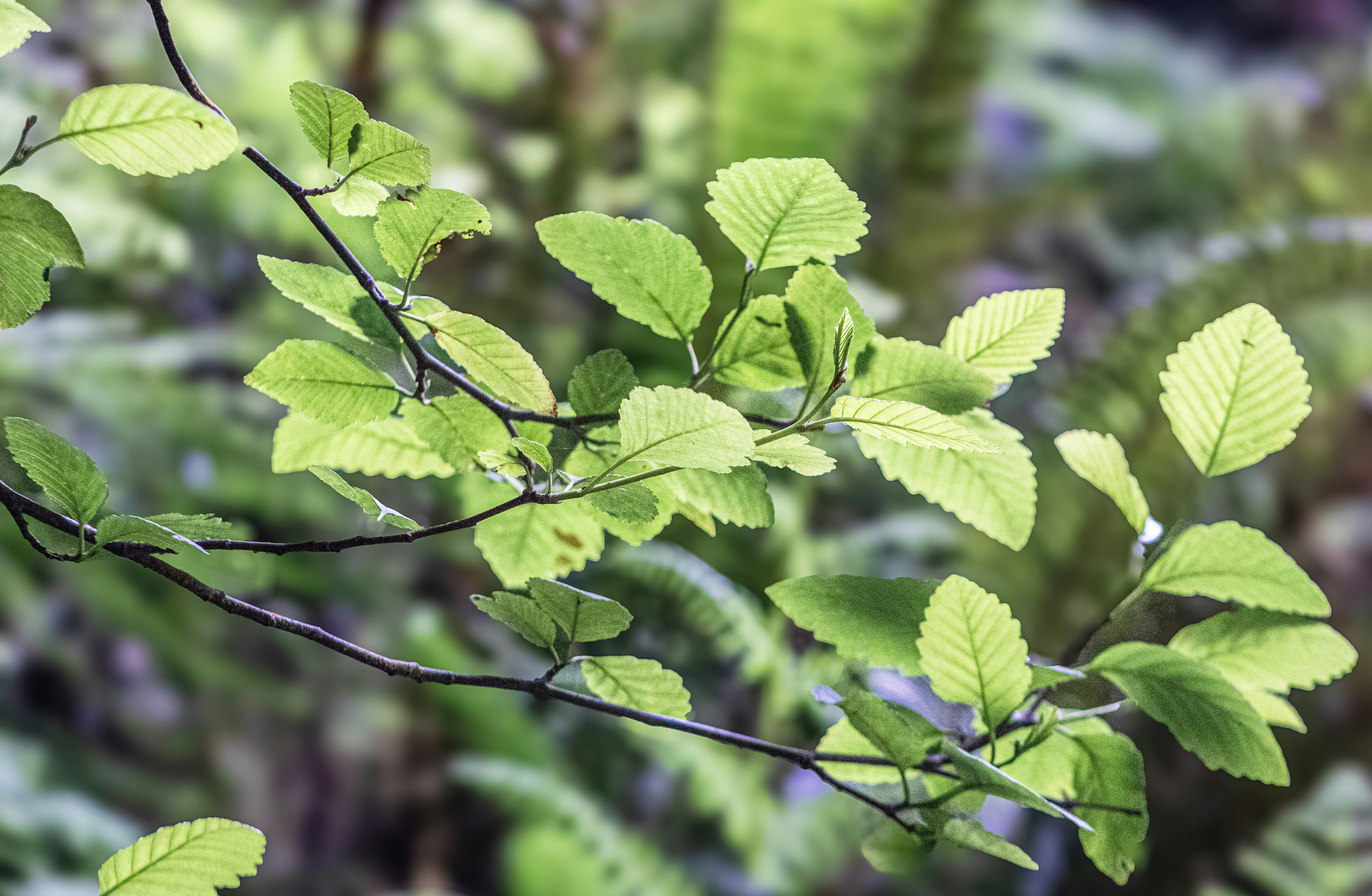 Emerald Lattice: Fresh Leaves on a Quiet Branch