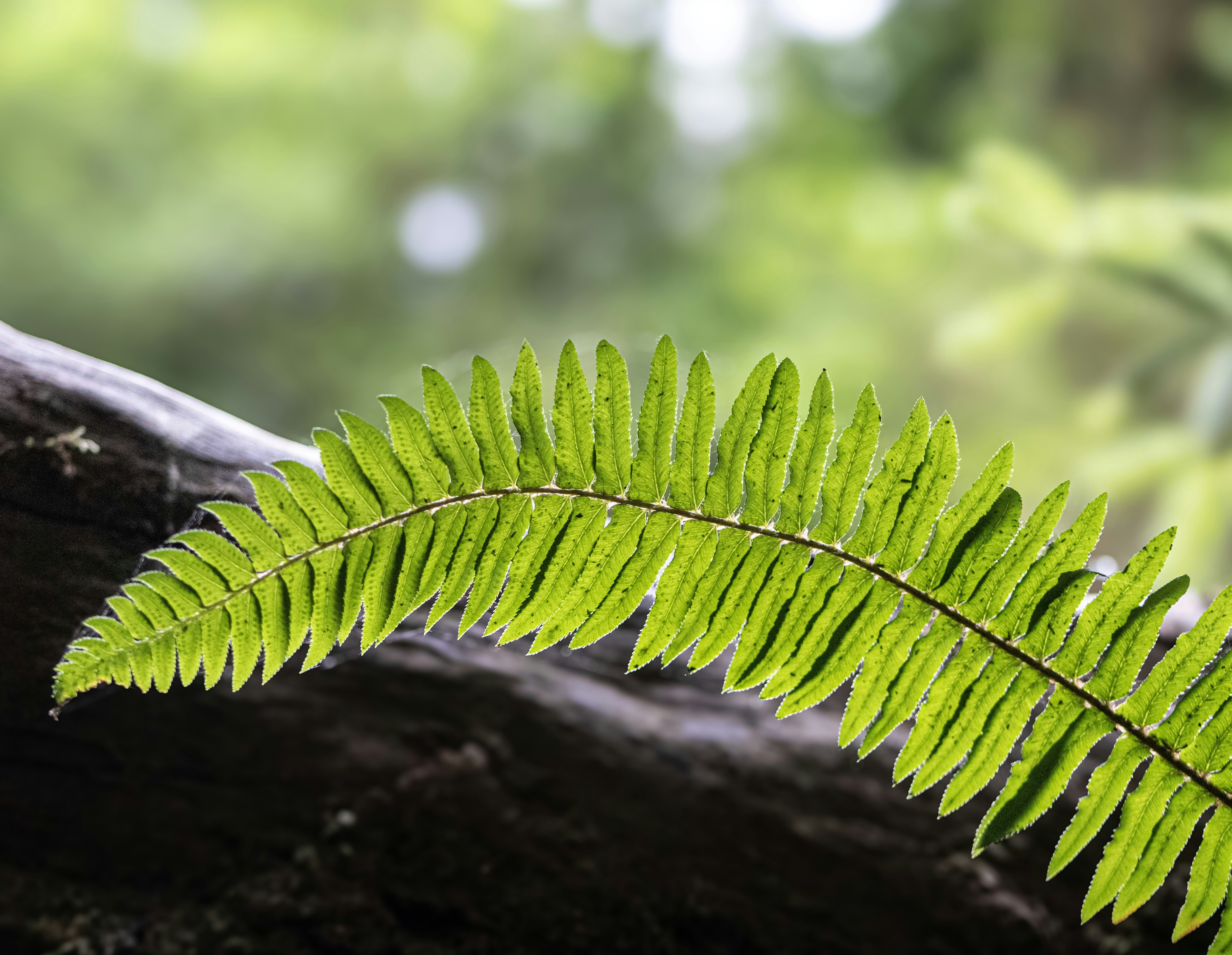 Emerald Fronds Arcing Over Mossy Ledger