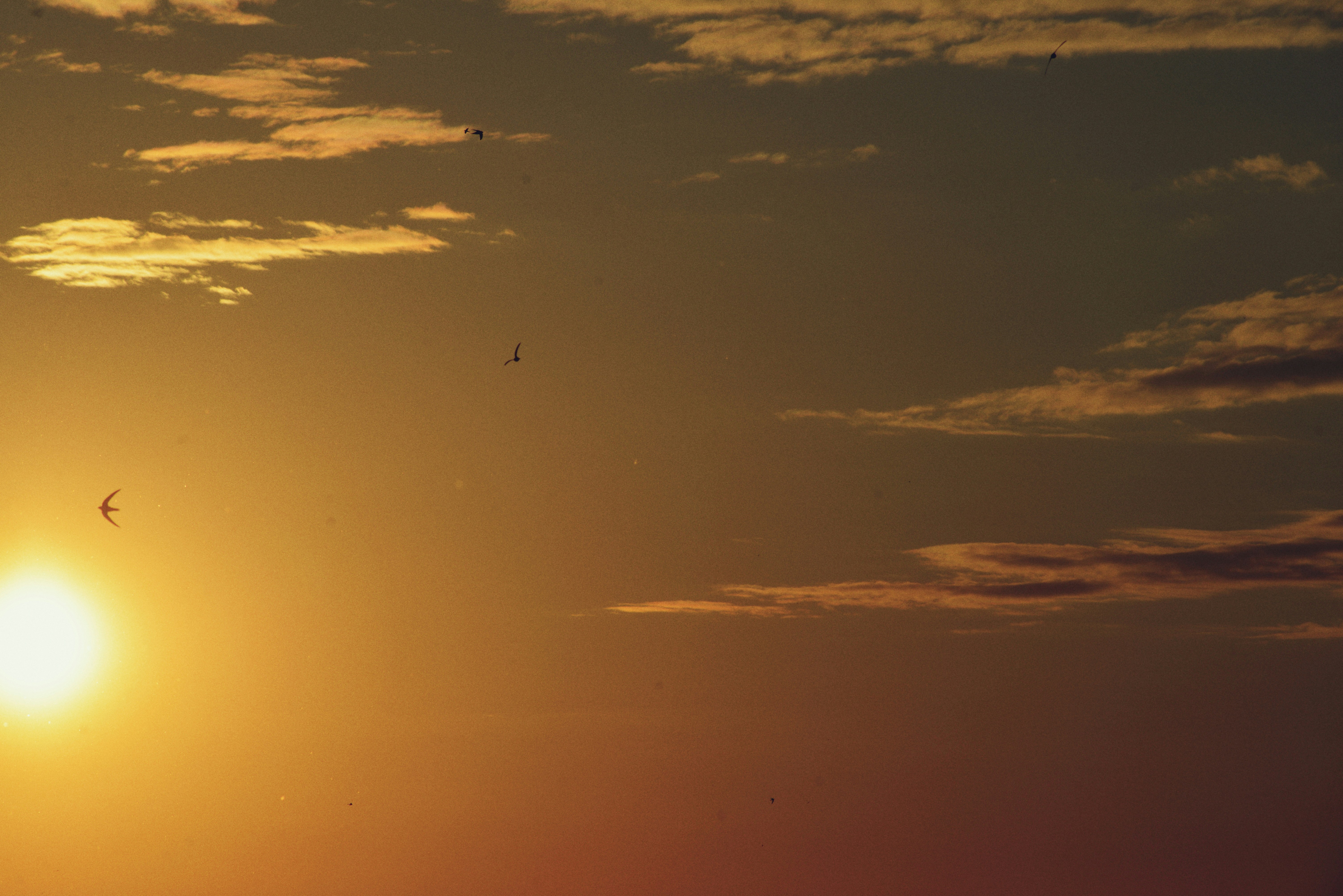 Sunlit Horizon: Birds in the Quiet Golden Hour