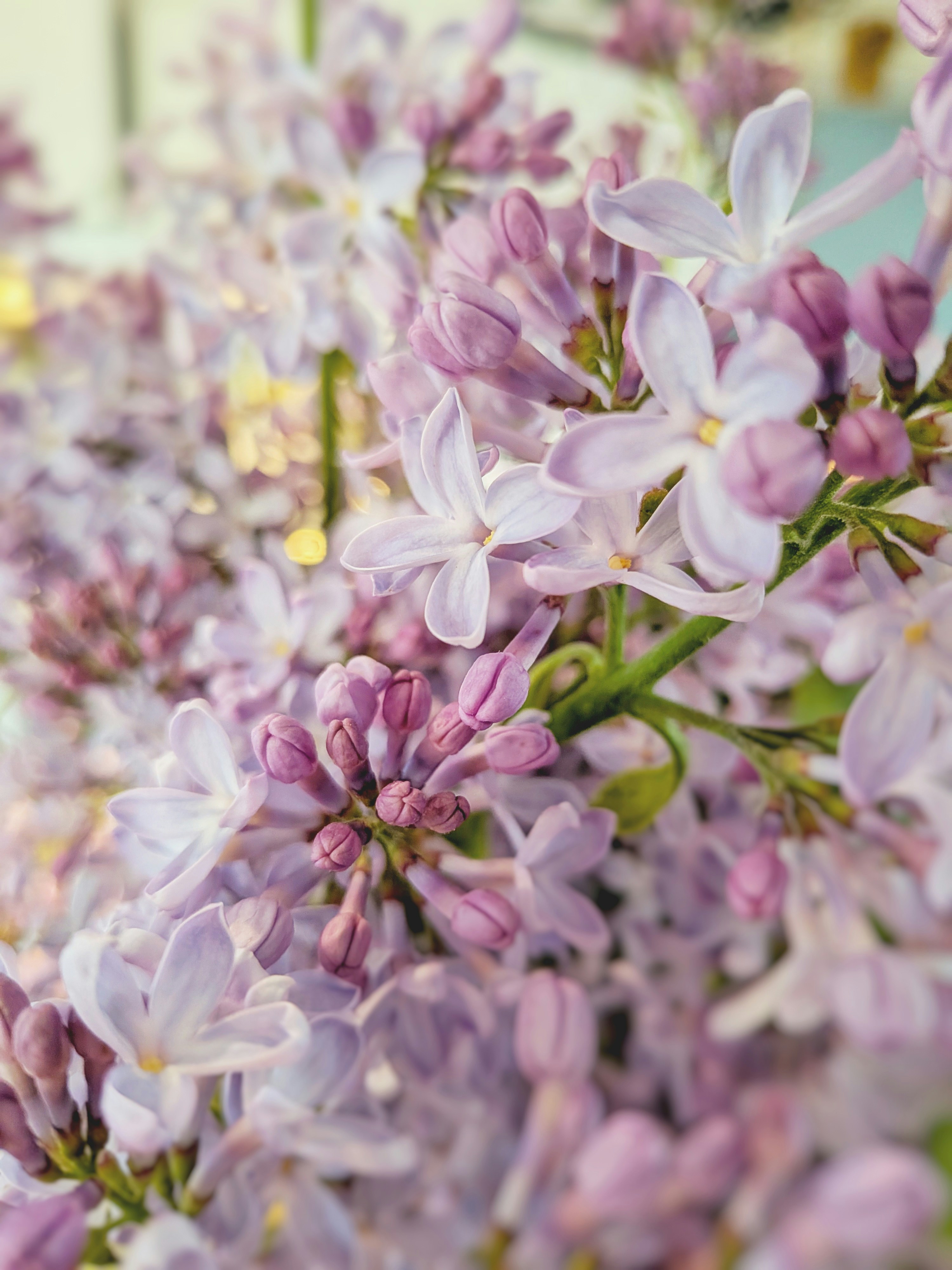 Soft Lilac Bloom Field: Close-Up of Delicate Clusters