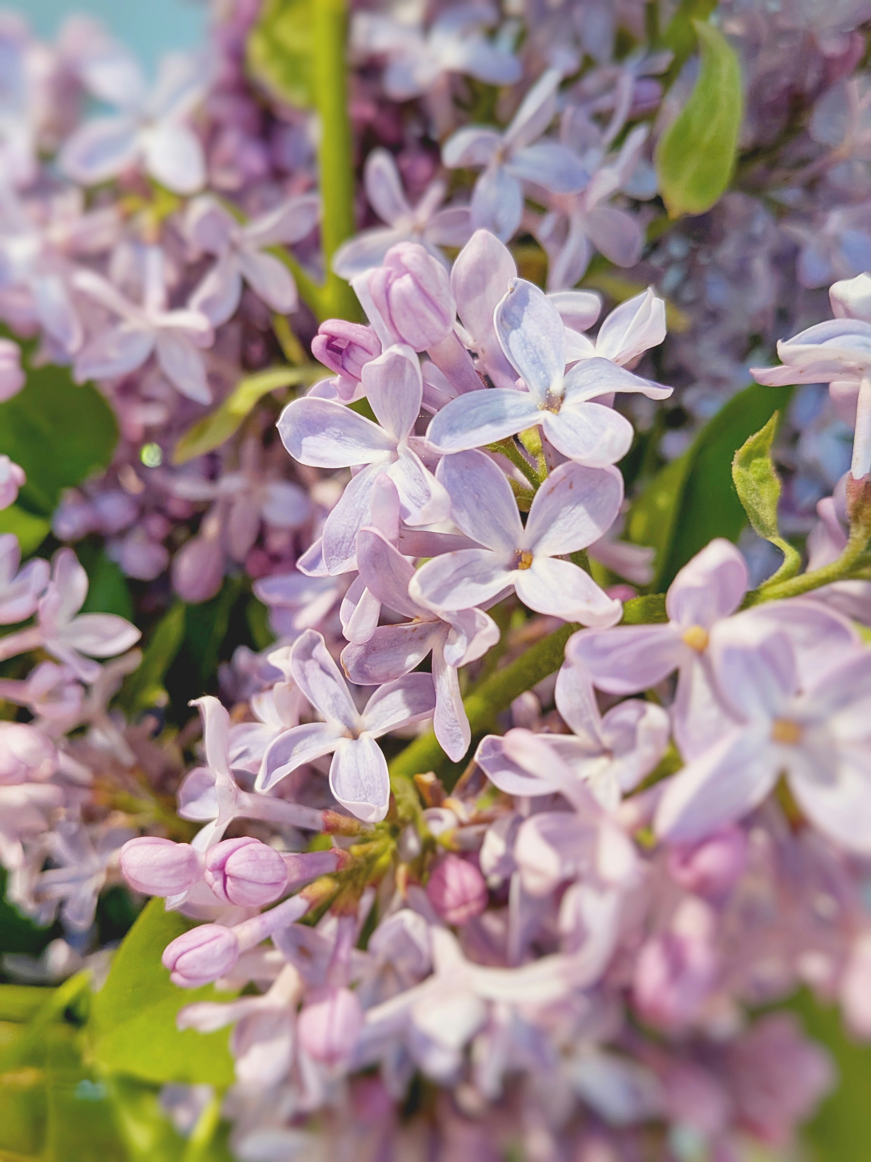 Petal Cascade: Soft Lilac Blooms in Morning Light