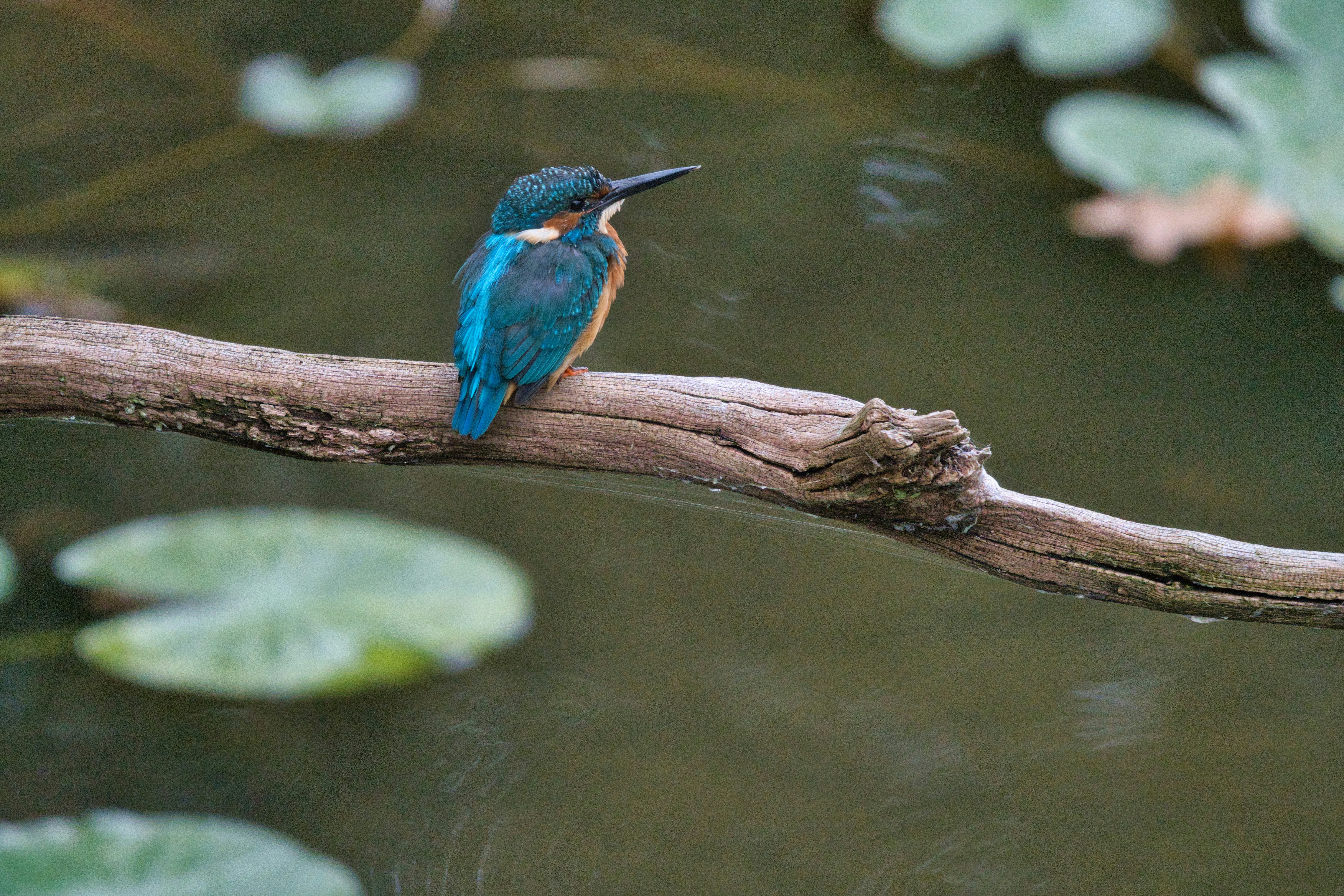 Azure Kingfisher Pauses on a Weathered Branch