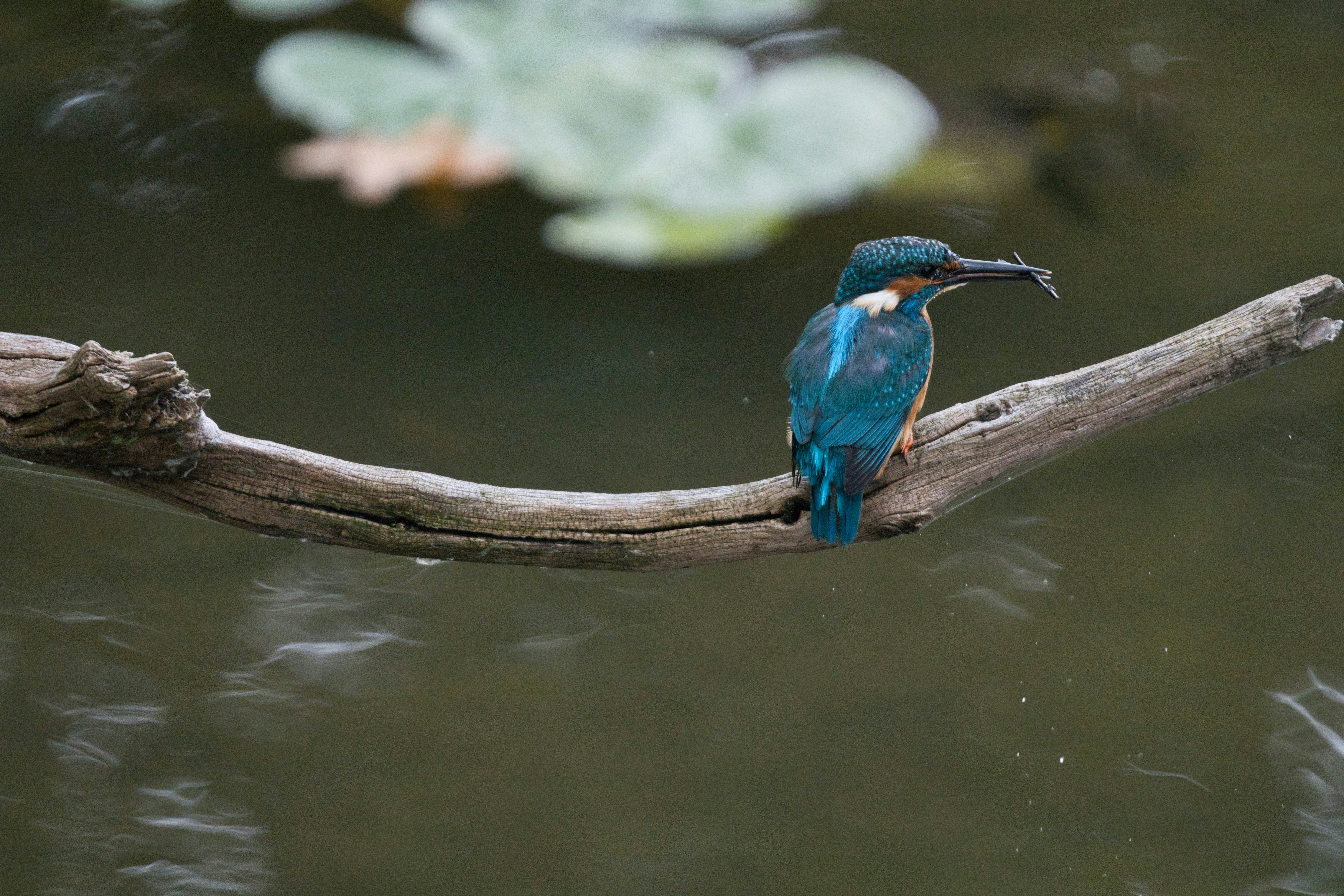 Azure Kingfisher Perched on Driftwood Over Quiet Water