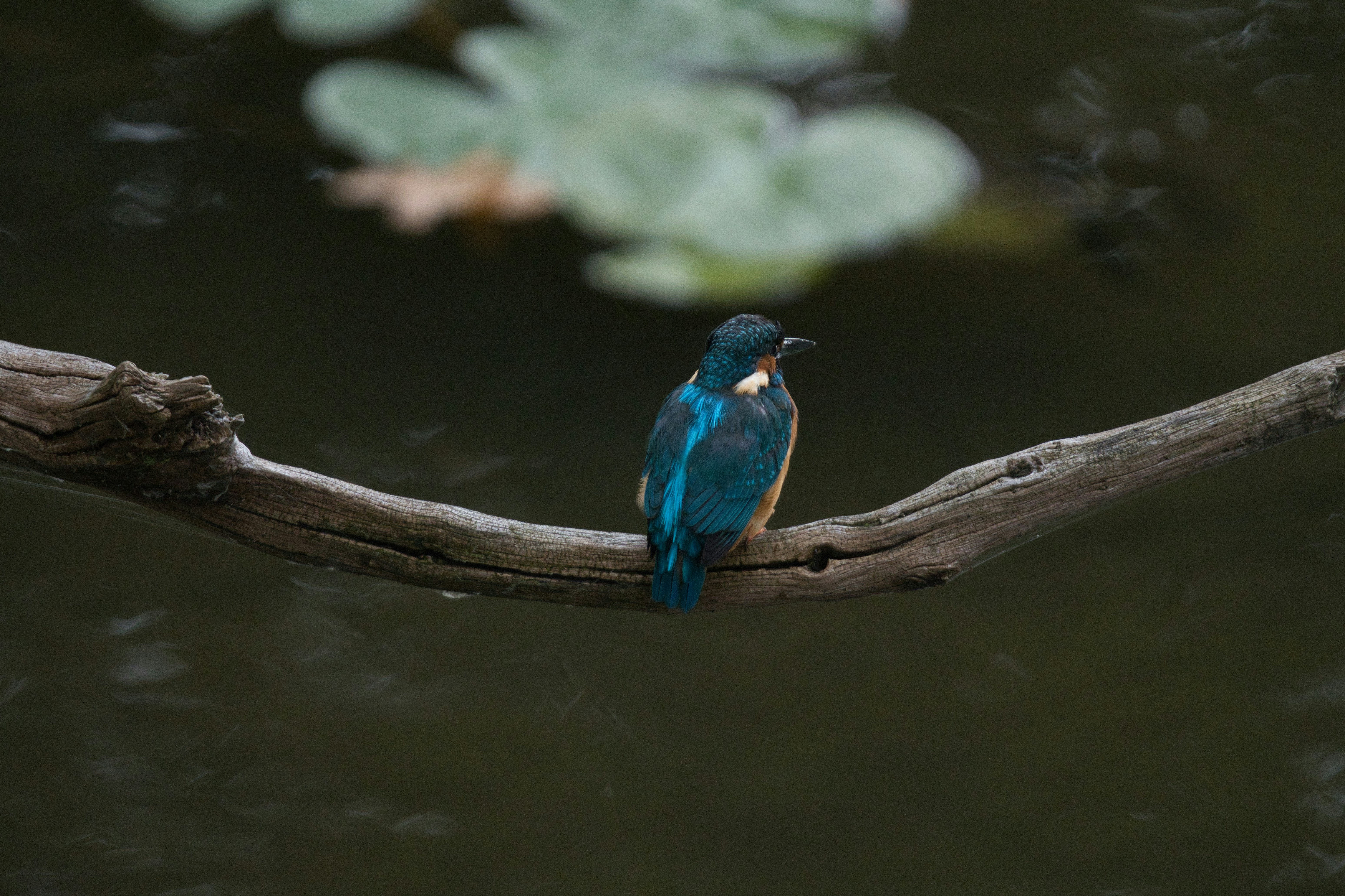 Azure Kingfisher on a Dragonwood Perch by Quiet Water