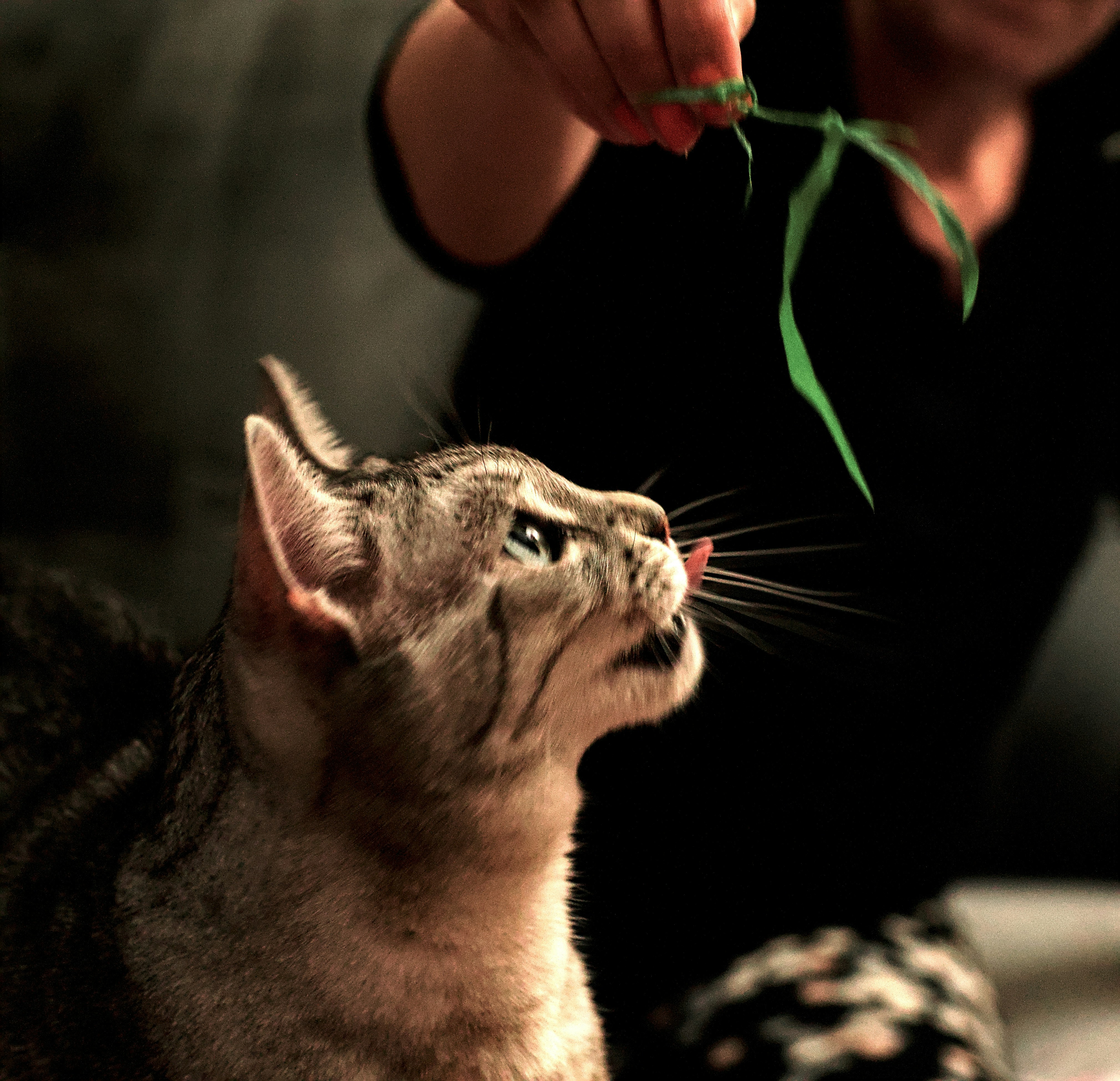 Whiskered Focus: A Curious Cat Reaches for a Green Leaf Spotlight