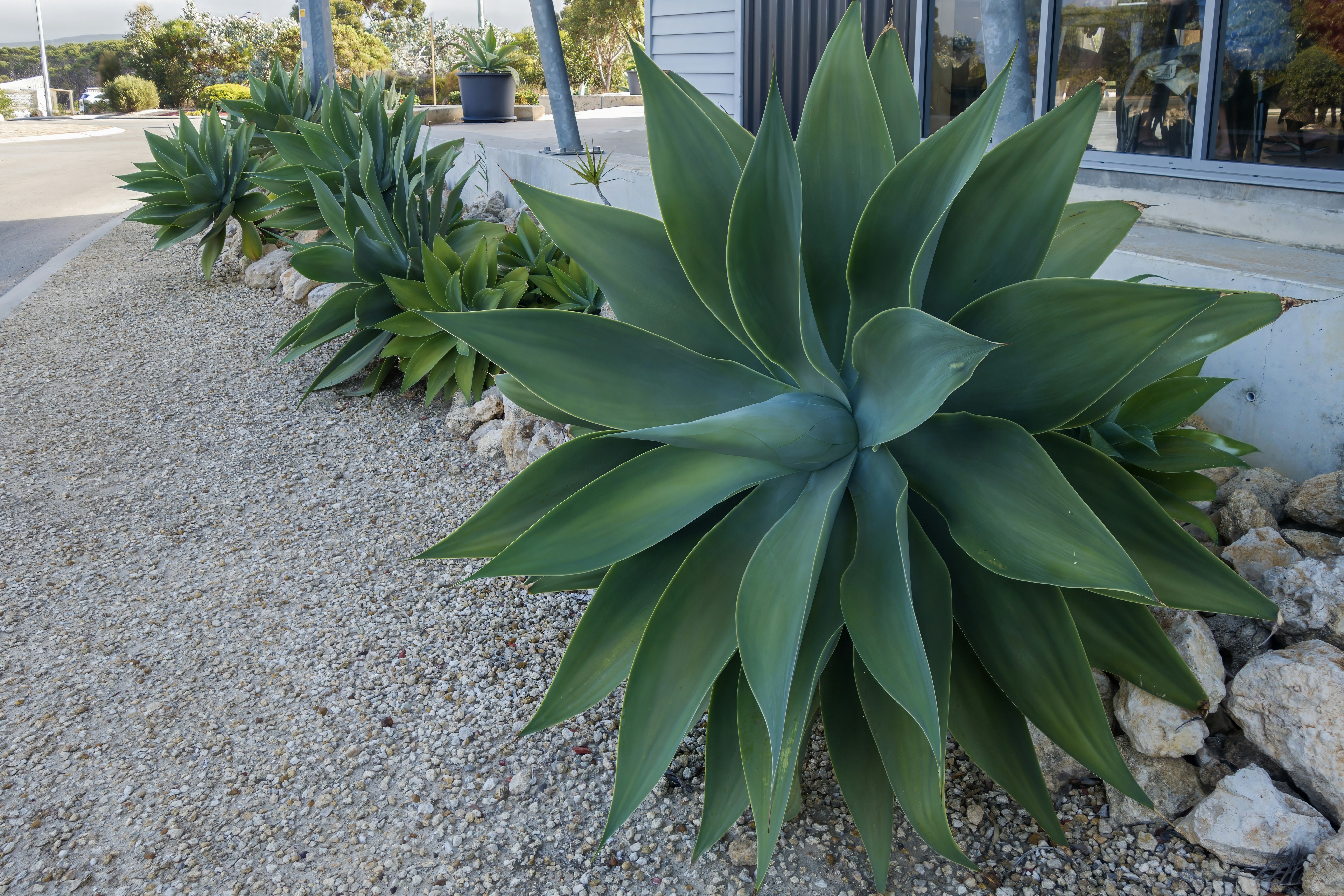 Desert Green: Succulent Fandango Along a Gravel Path