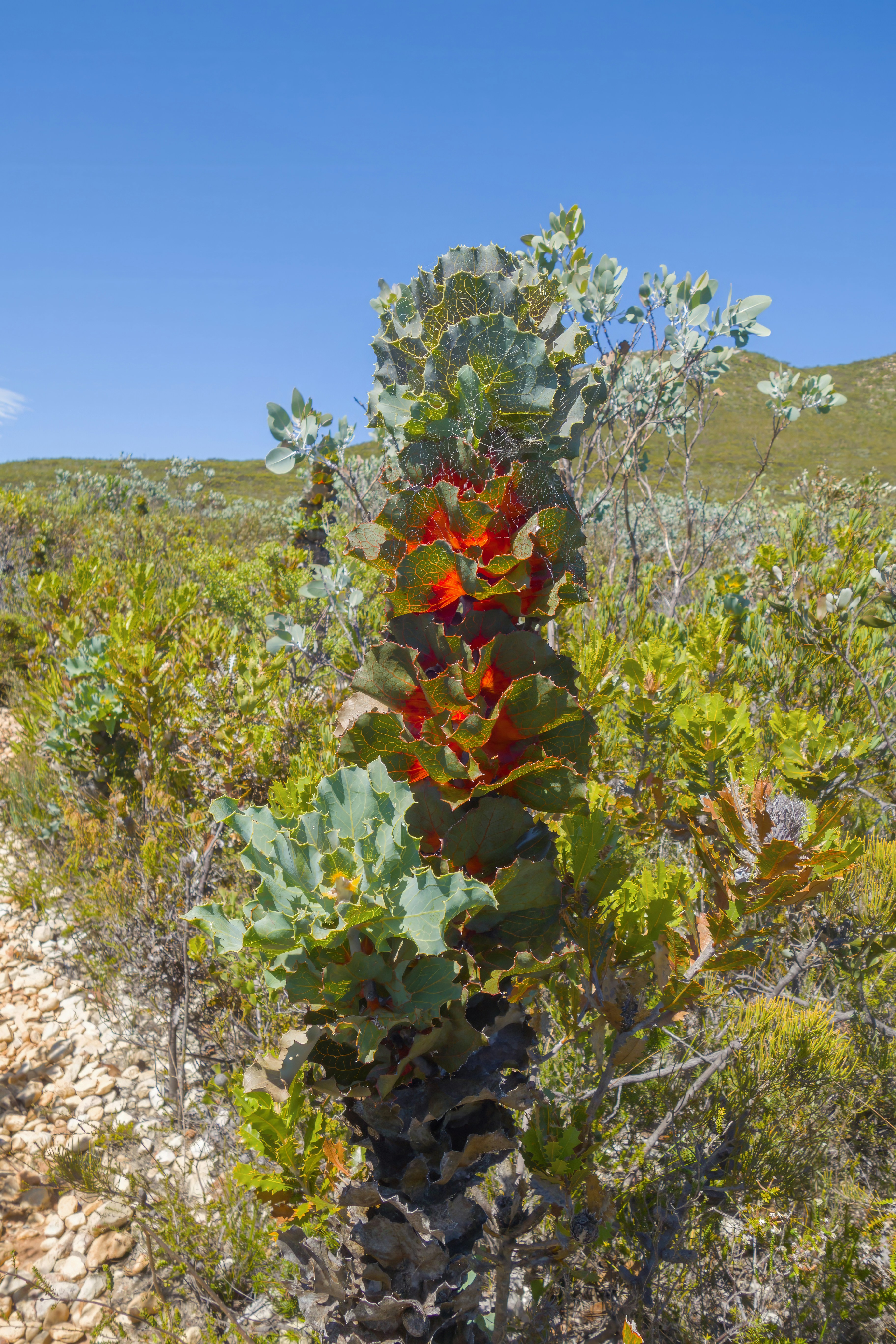 Desert Sculpted Cactus with Red Inner Core