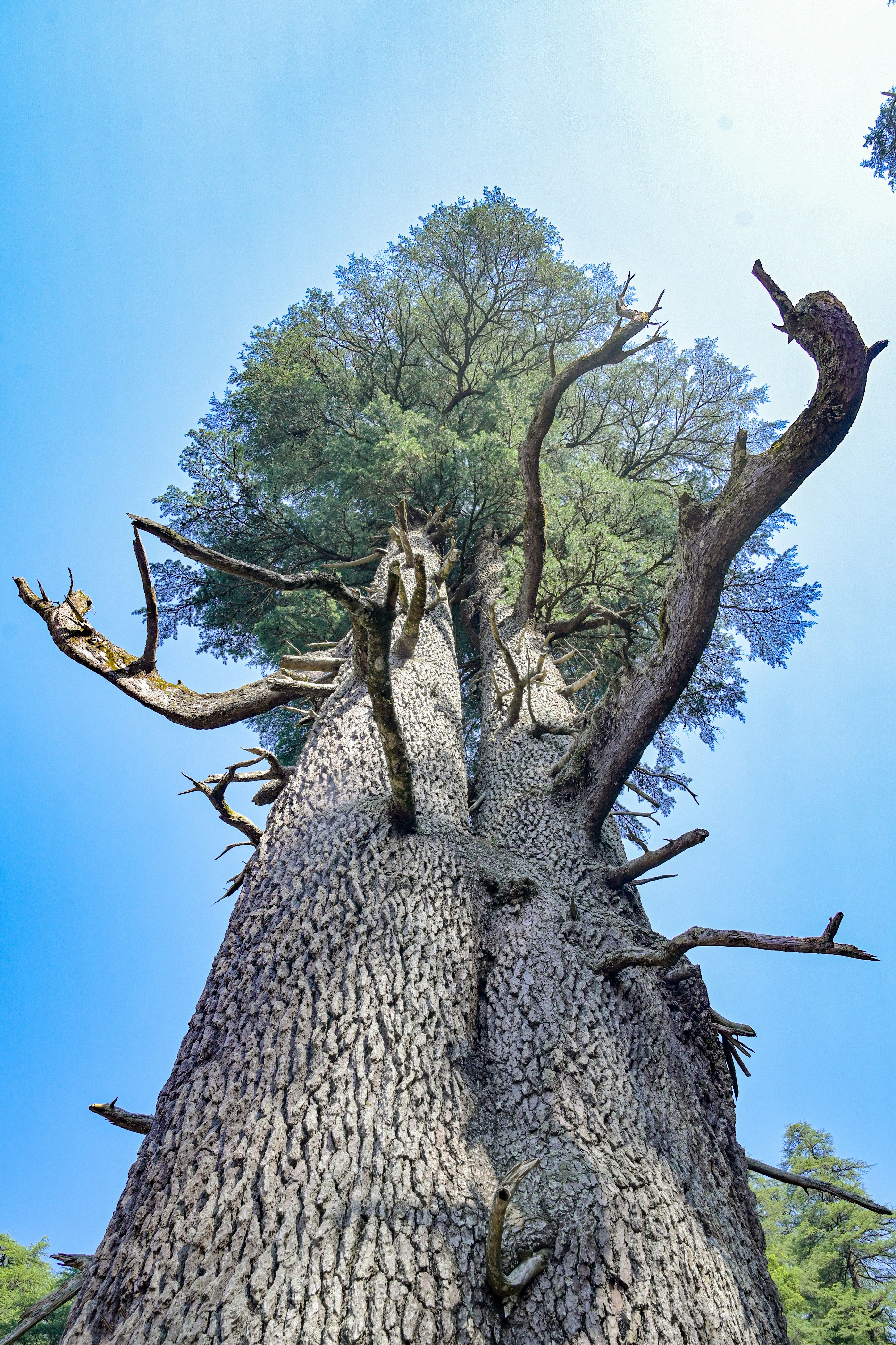 Giant Cypress Reaching for the Blue: A Ground-Up Ascent