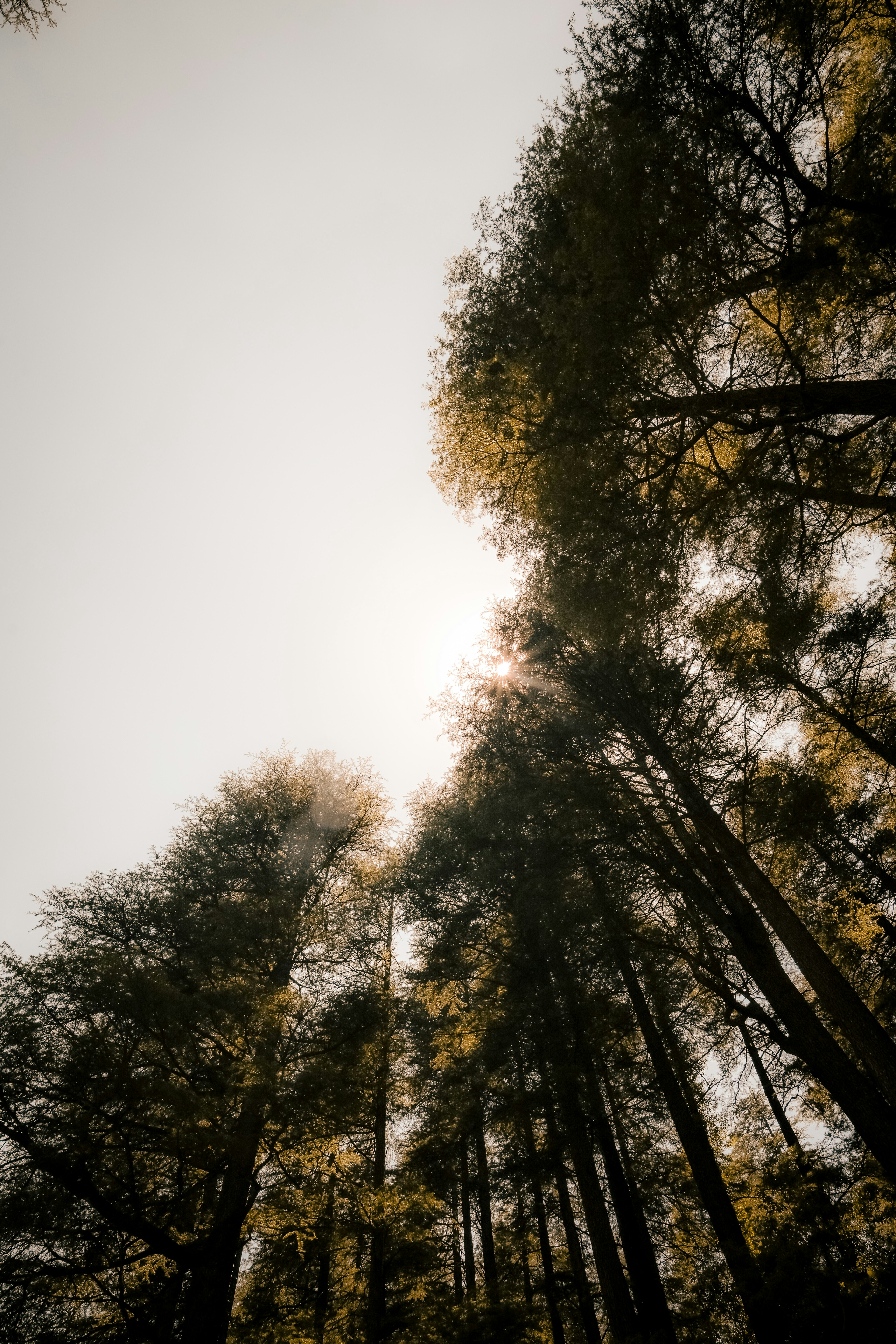 Sunlit Canopy Rising: A Tilted Perspective Through Tall Pines