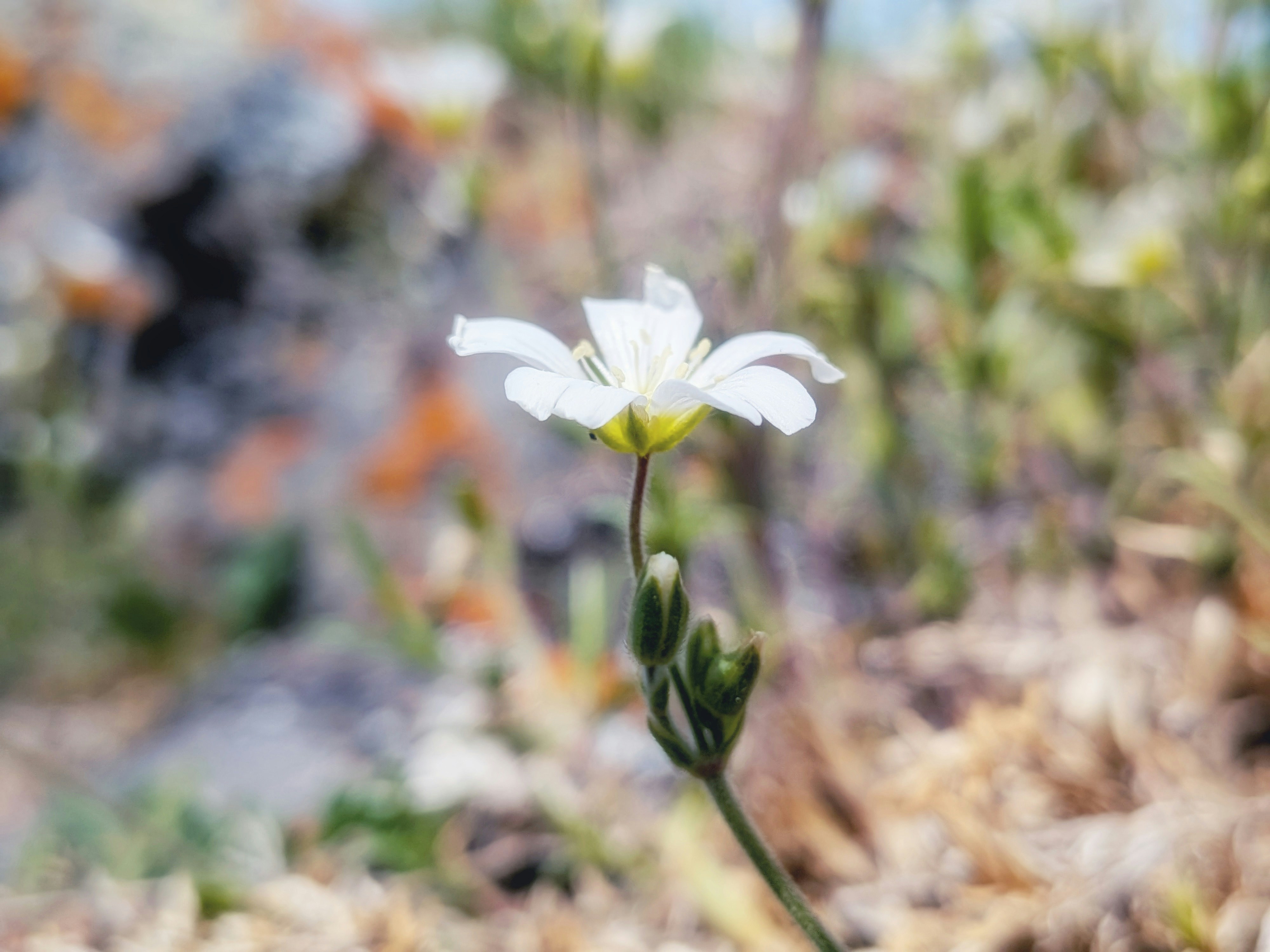 White petaled bloom in soft-focus garden light