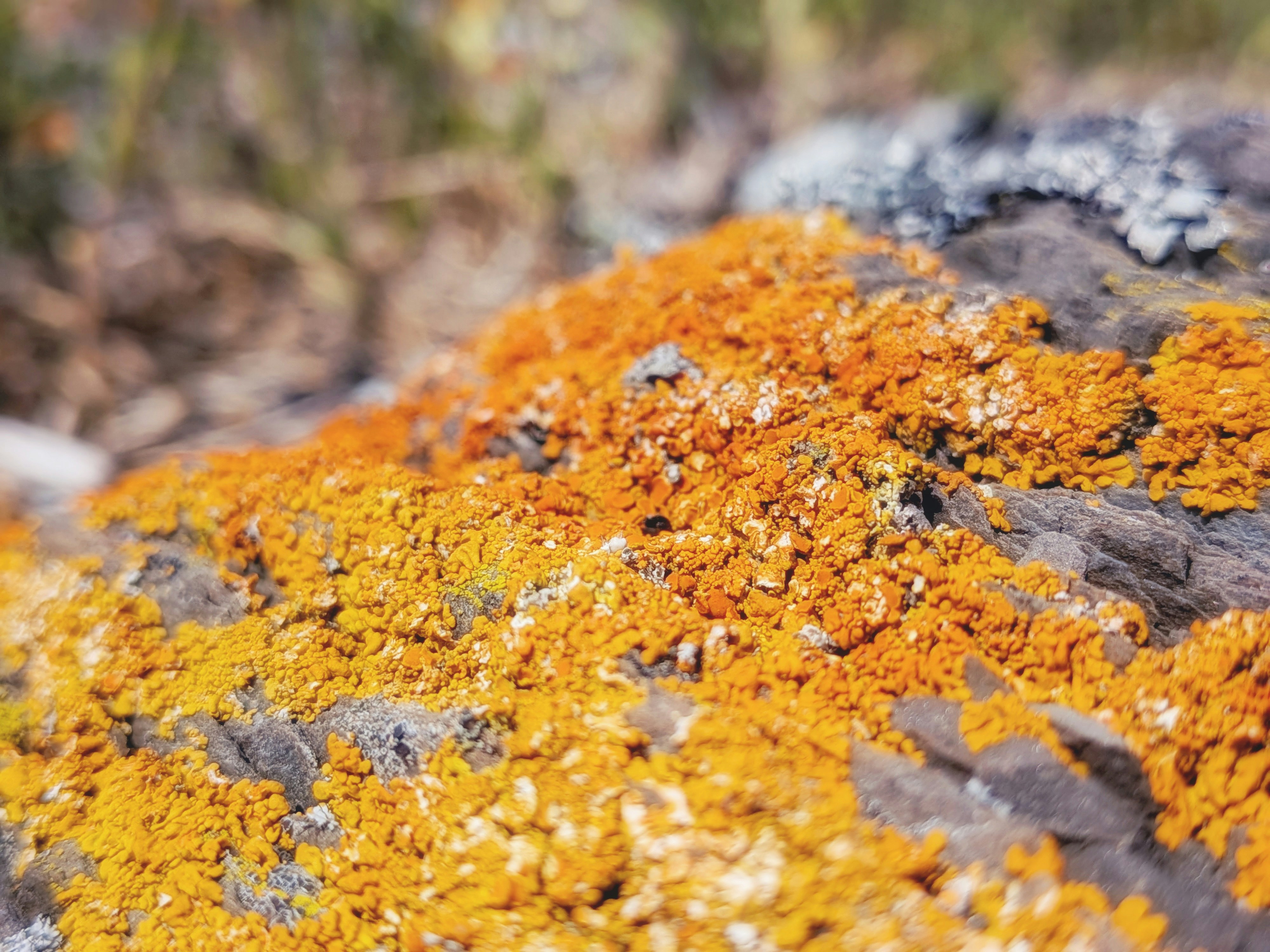 Orange and yellow lichen growing on a rock surface.