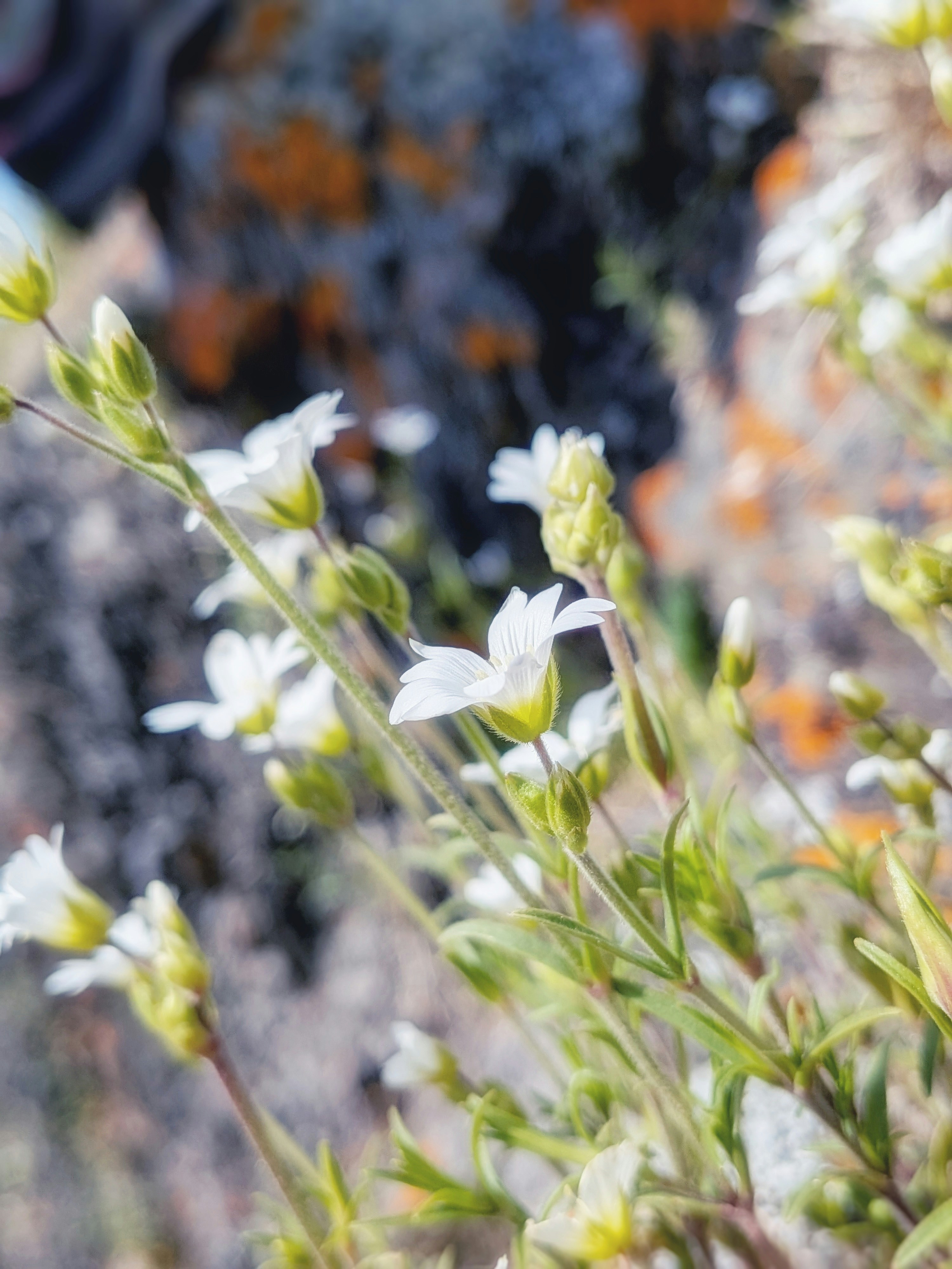 White daisies in a sunlit wildflower spray