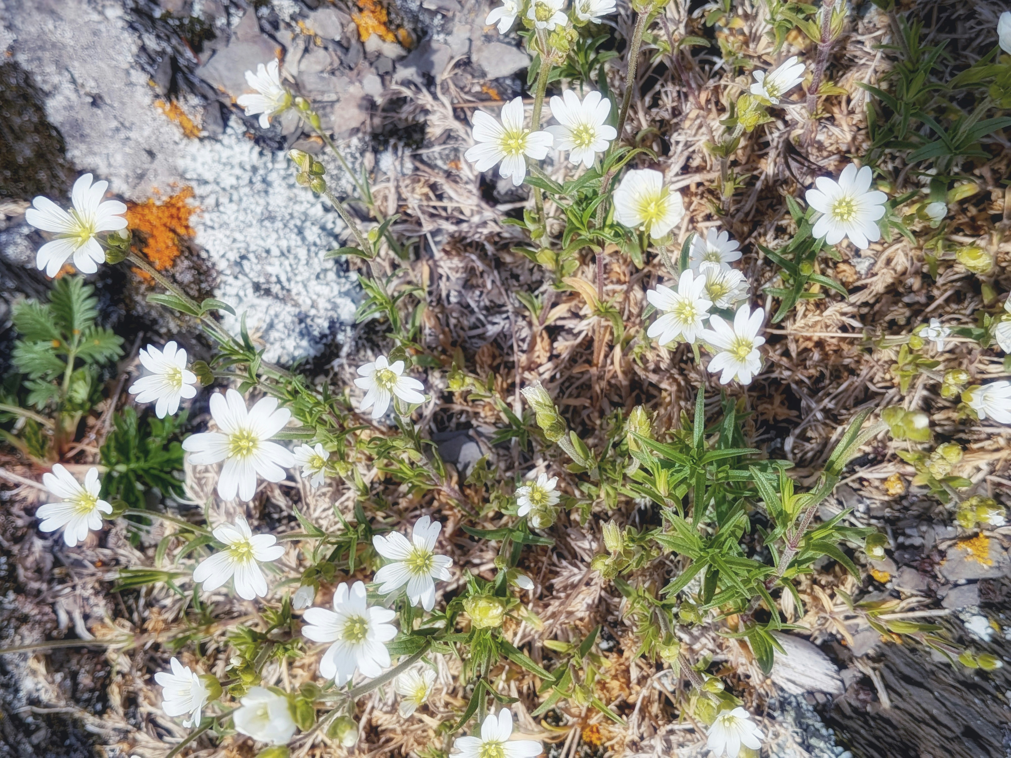 Petaled Quiet: White Daisies Among Cracked Stone