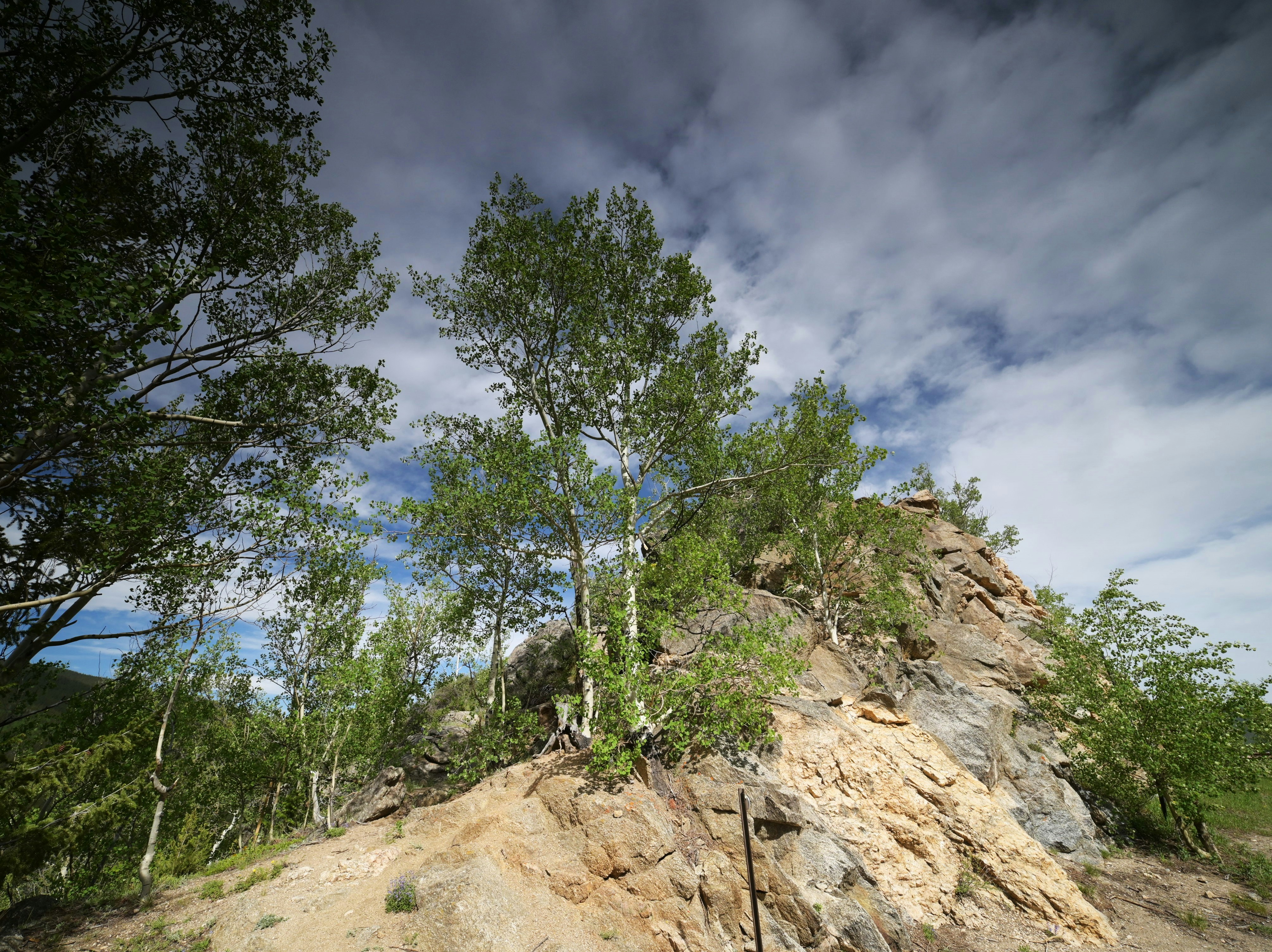 Ridgecrest Trees Ascend the Pebble Slope under Open Sky