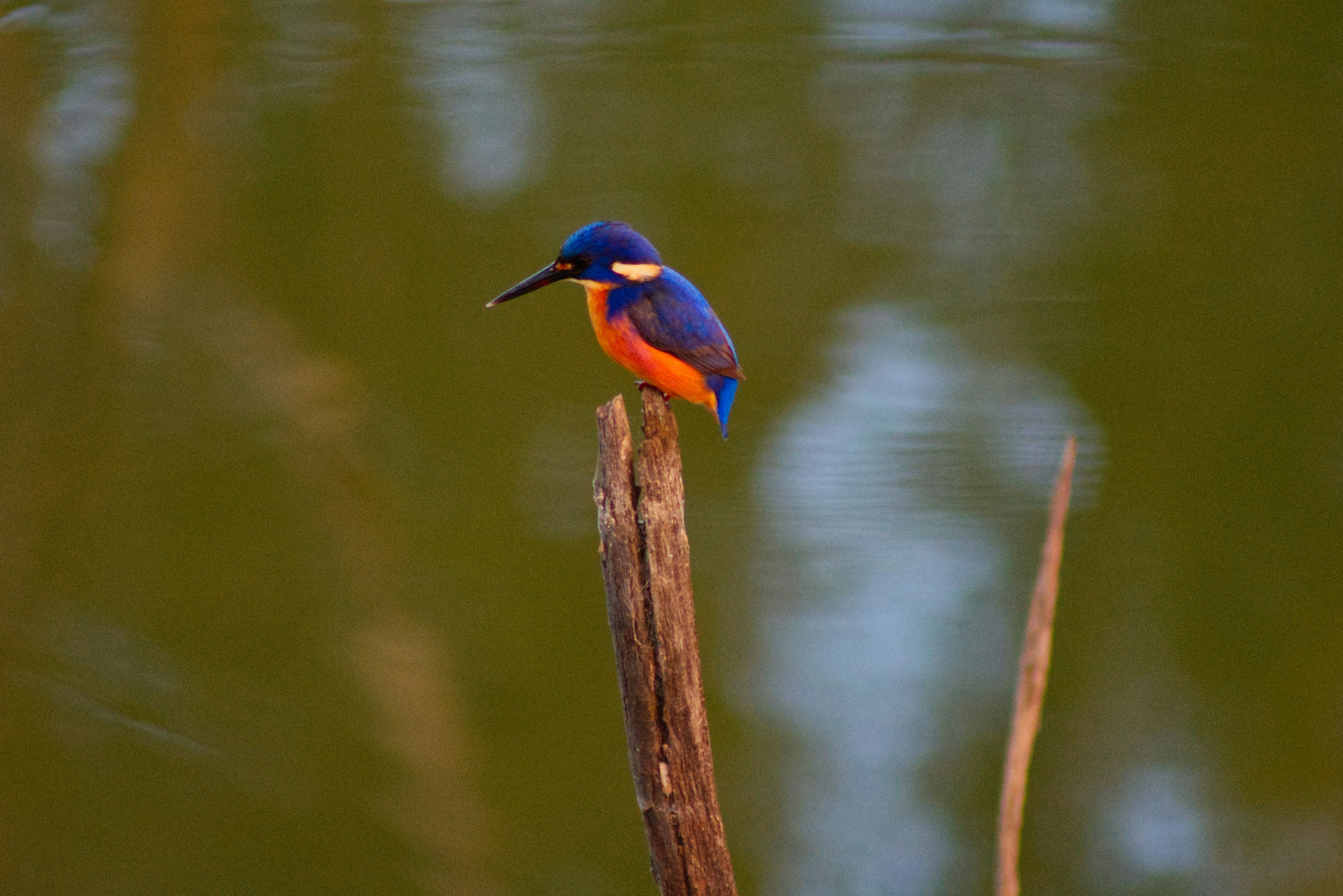 Azure Kingfisher Perched on a Weathered Stem by Quiet Water