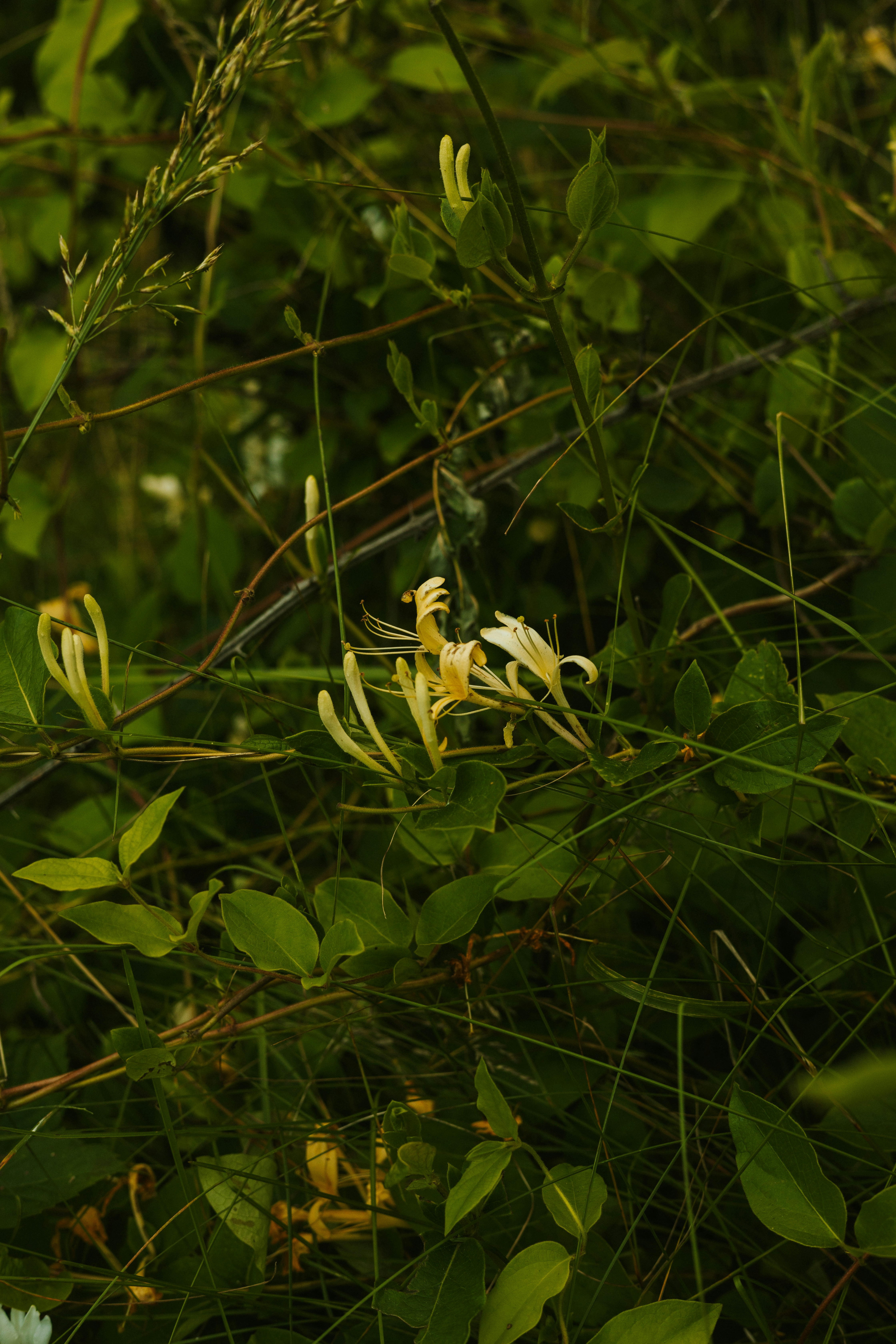 Whispers in the Vine: Delicate Nectar Tubes Amid Dense Foliage